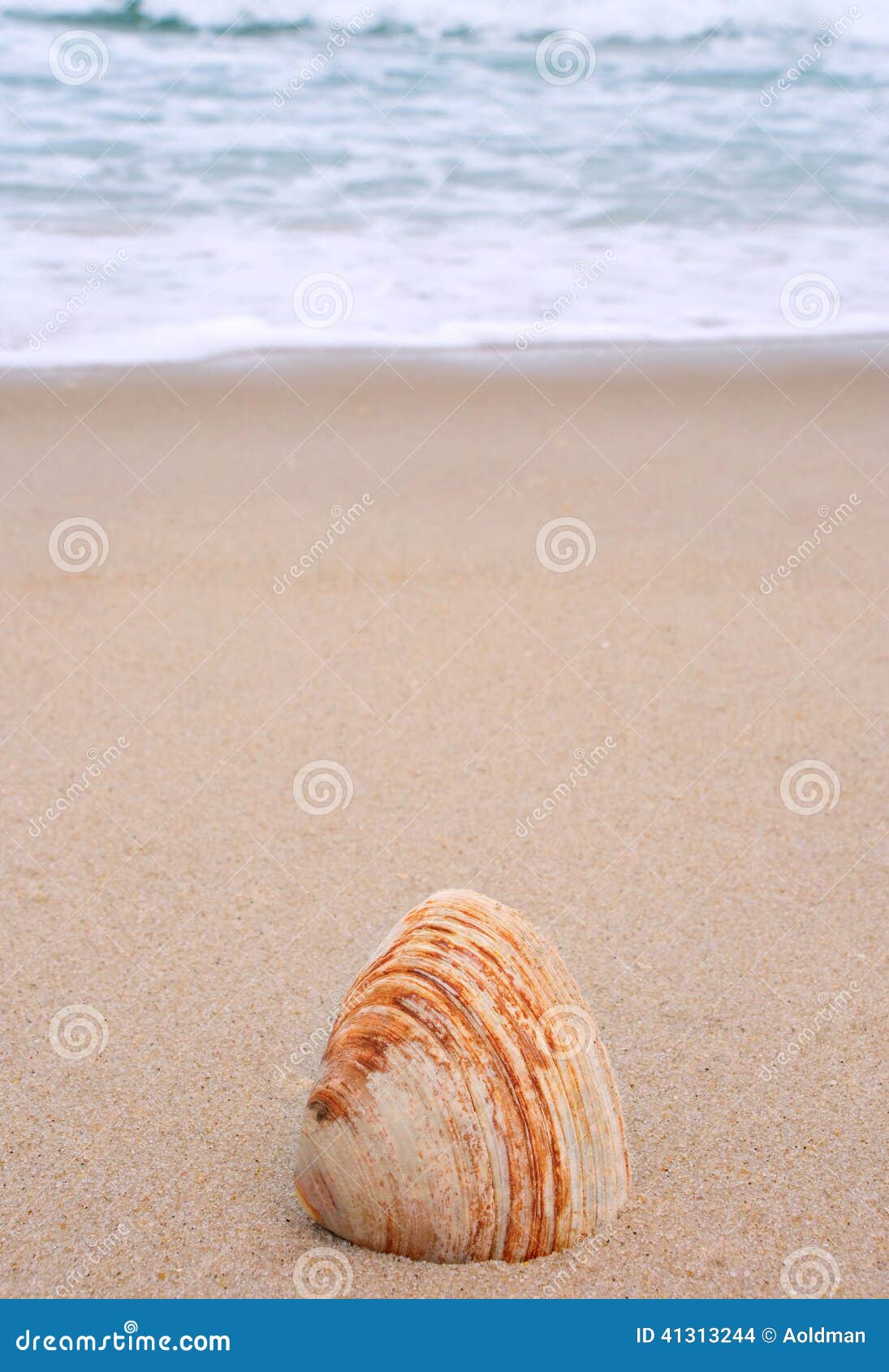 Shell on the beach stock photo. Image of vacation, macro - 41313244