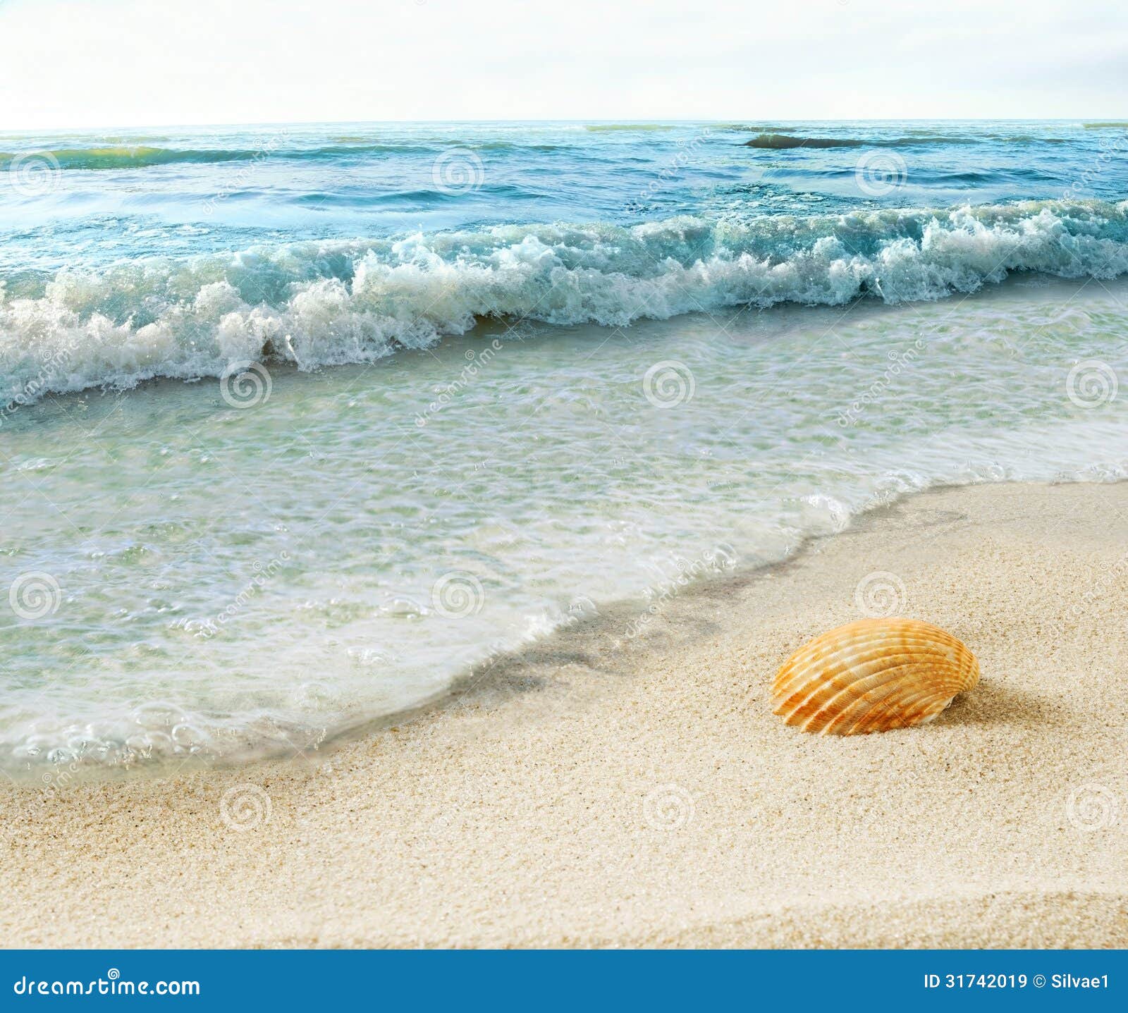 Shell on beach stock image. Image of beach, maldives - 31742019