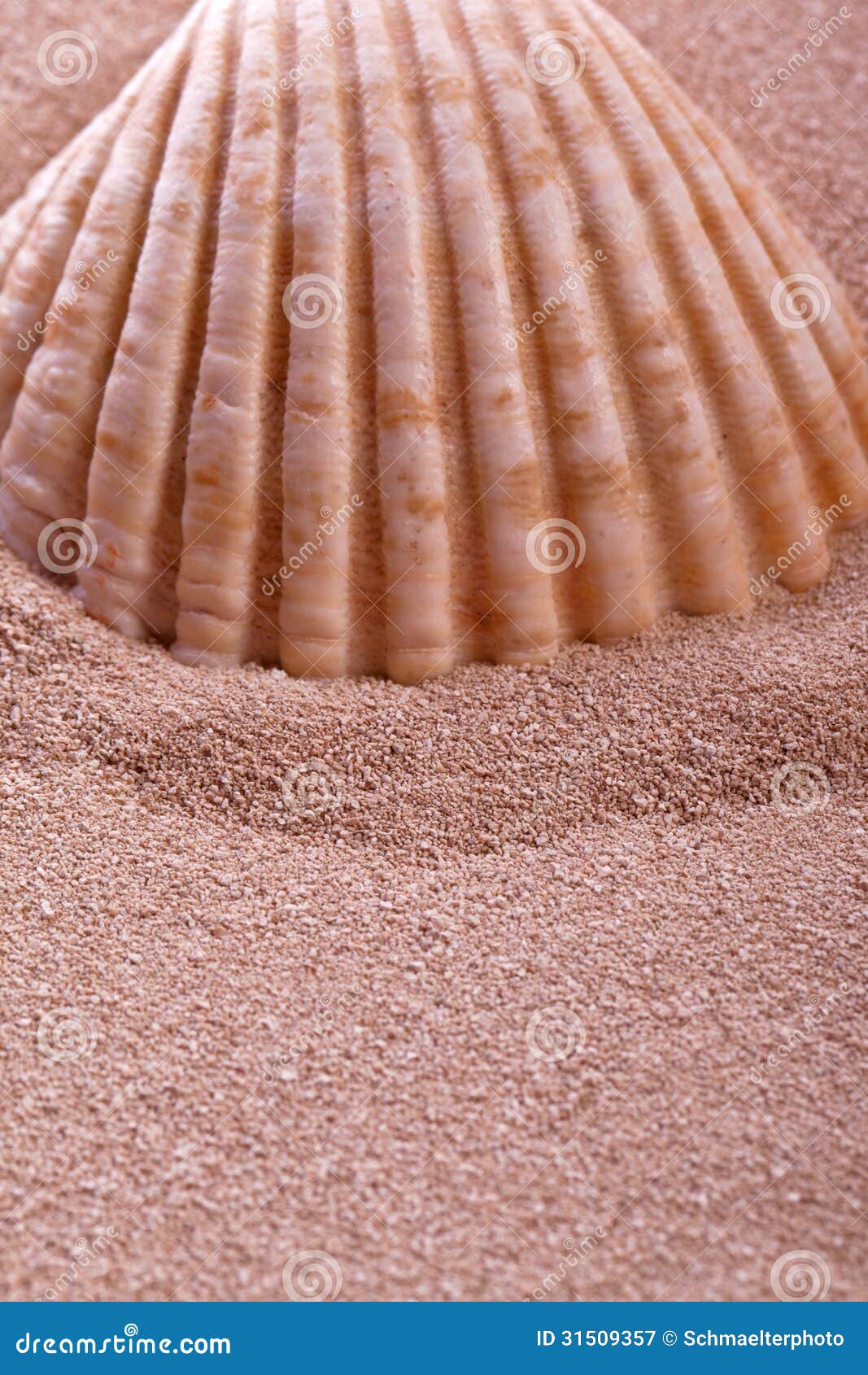 Shell on a beach stock image. Image of travel, seashell - 31509357