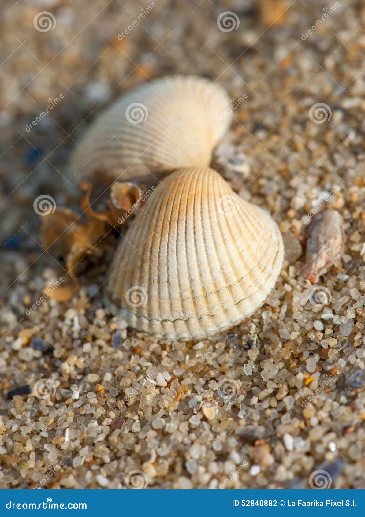 Shell on the beach, macro stock photo. Image of outdoors - 52840882