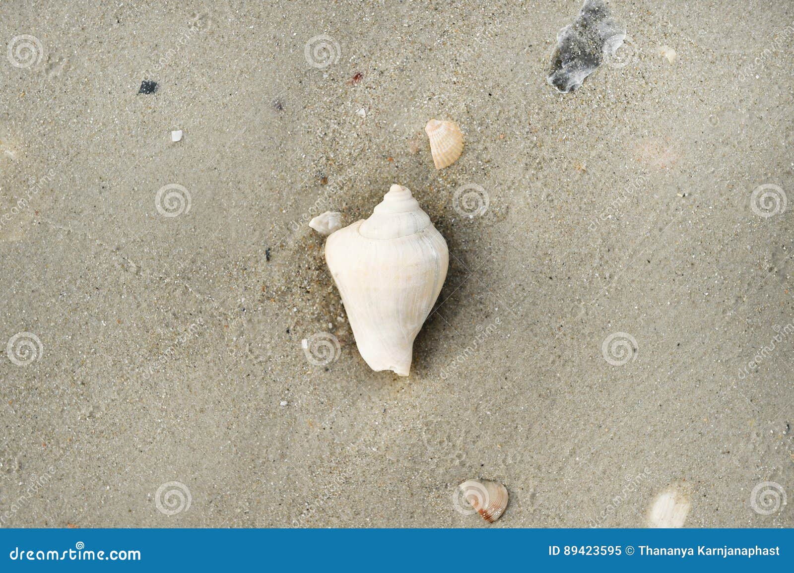 Shell on beach stock image. Image of ocean, tropical - 89423595