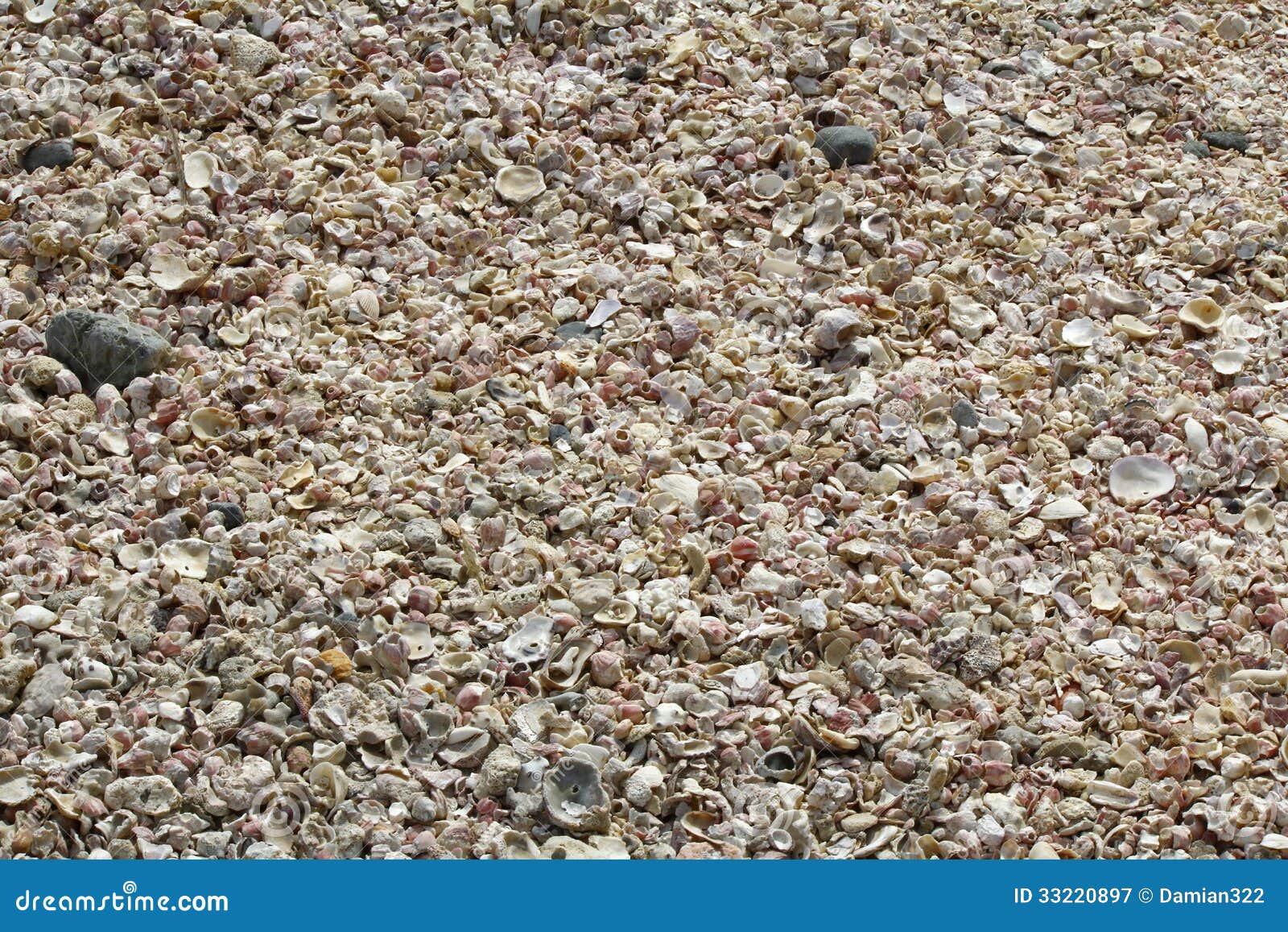 Shell beach in Oman stock image. Image of local, nature - 33220897