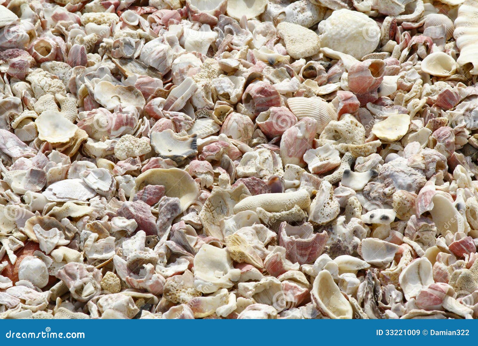 Shell beach in Oman stock image. Image of animal, close - 33221009