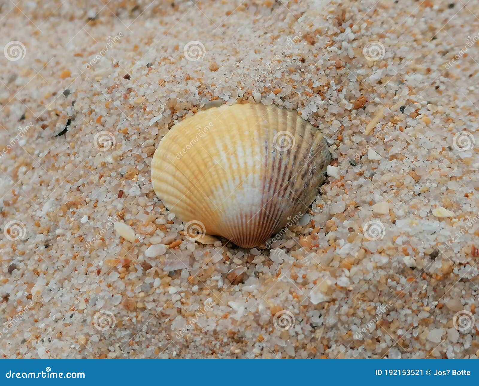 Shell in beach of Portugal stock image. Image of fish - 192153521