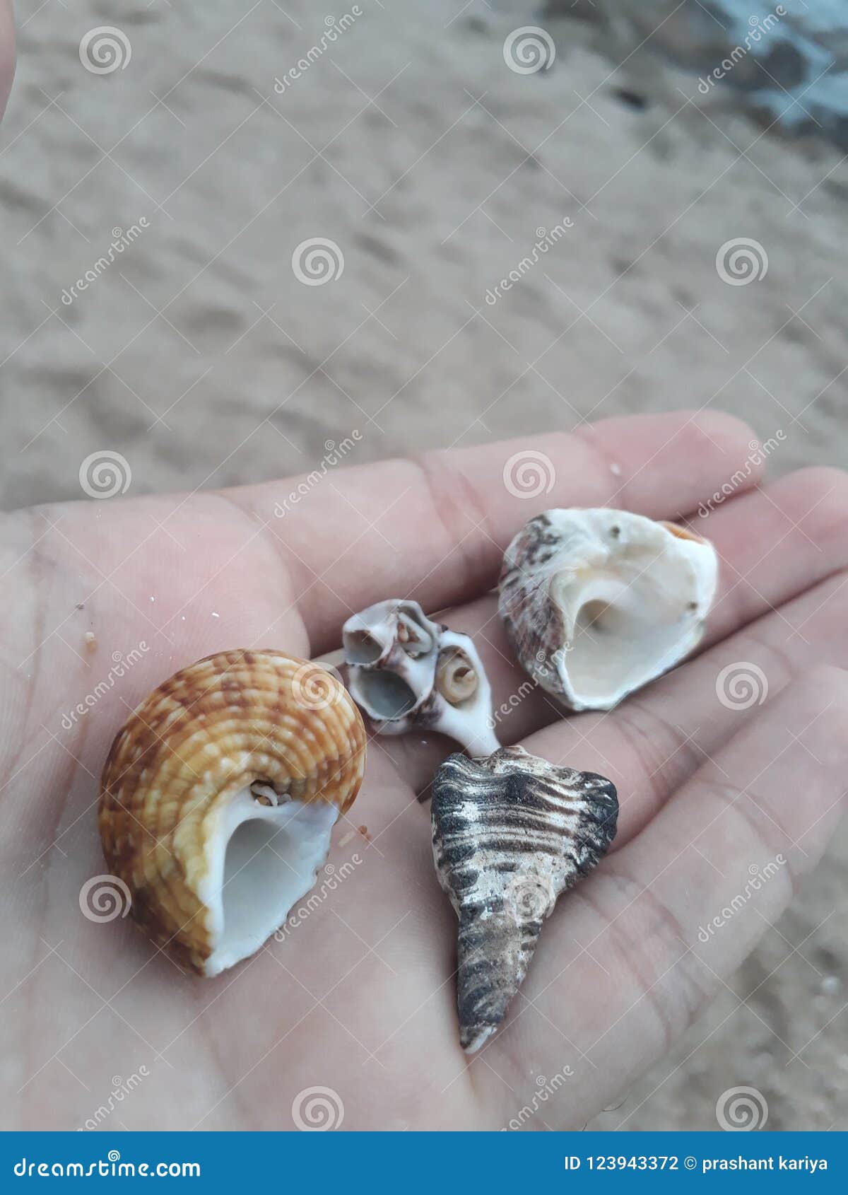 Dead shells in my hand stock photo. Image of shell, shells - 123943372