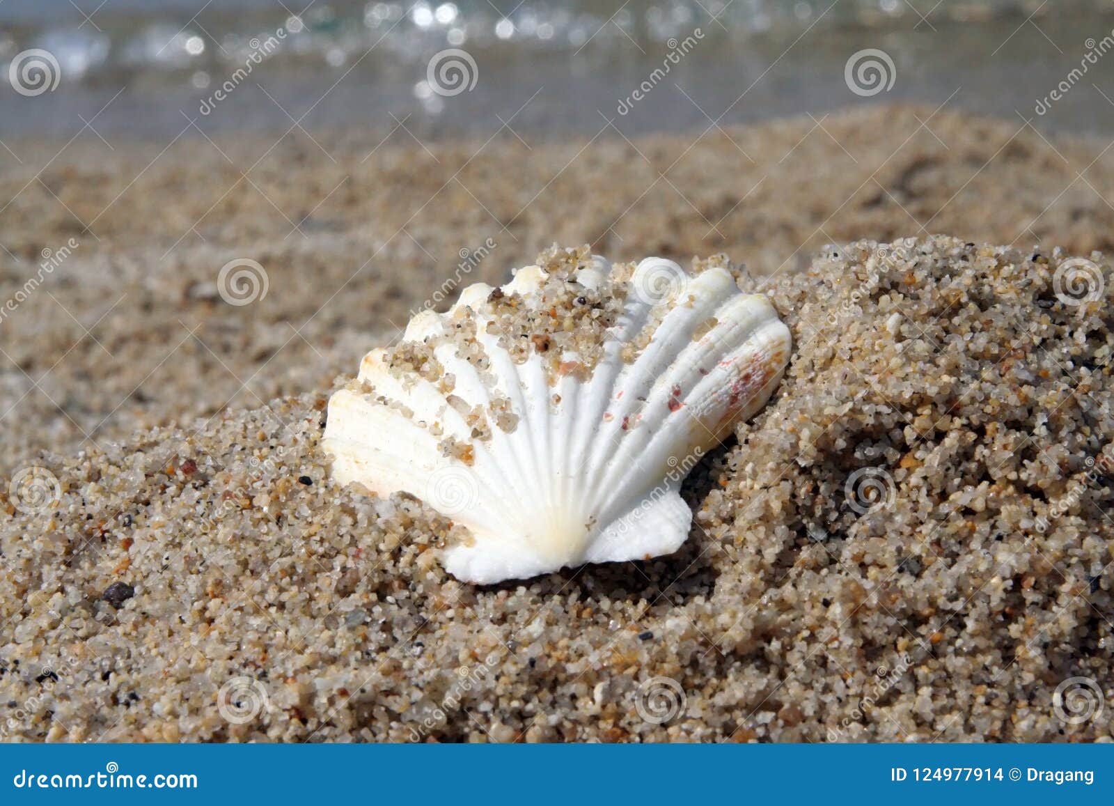 Shell on a Beach Sand. Shellfish on a Beach Shore Stock Photo - Image ...