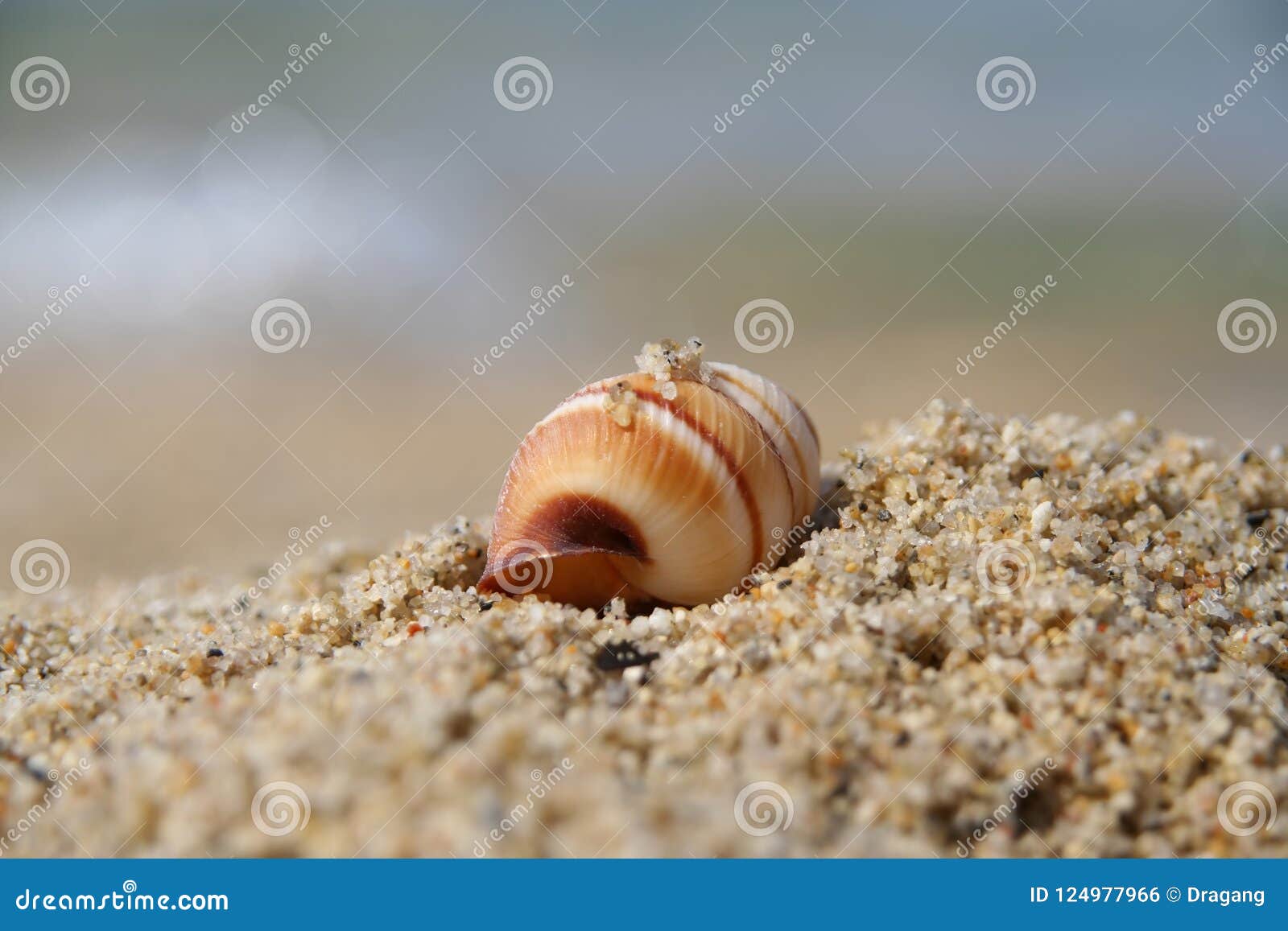 Shell on a Beach Sand. Shellfish on a Beach Shore Stock Photo - Image ...
