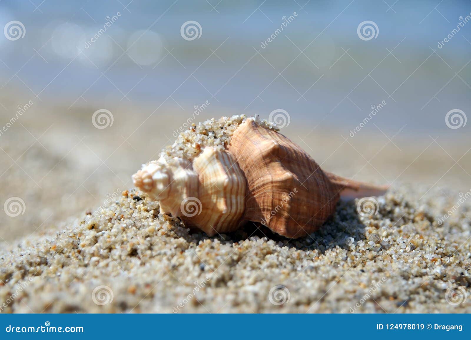 Shell on a Beach Sand. Shellfish on a Beach Shore Stock Image - Image ...