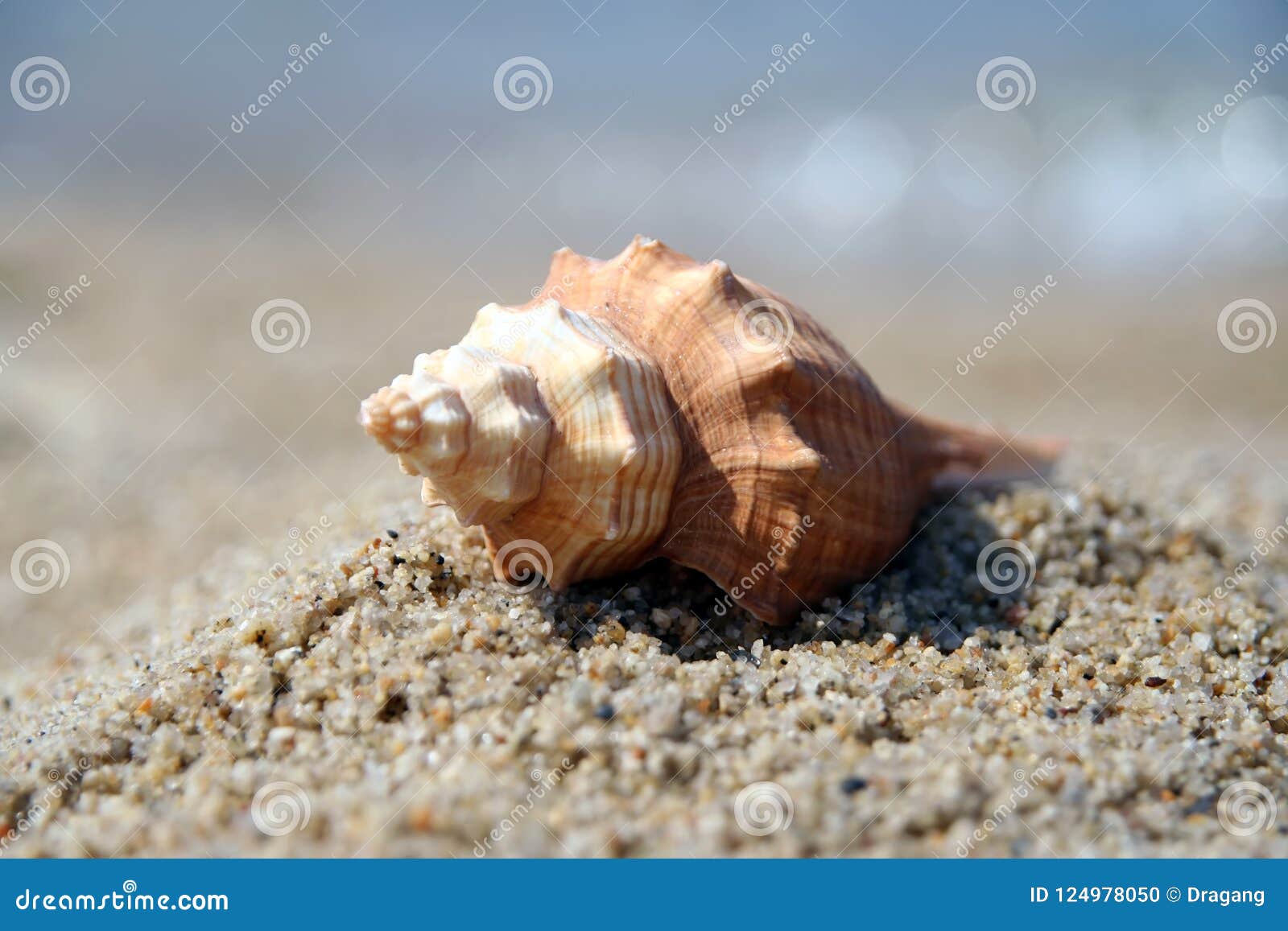 Shell on a Beach Sand. Shellfish on a Beach Shore Stock Photo - Image ...