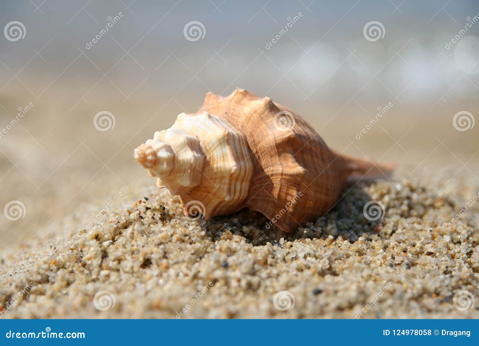 Shell on a Beach Sand. Shellfish on a Beach Shore Stock Photo - Image ...