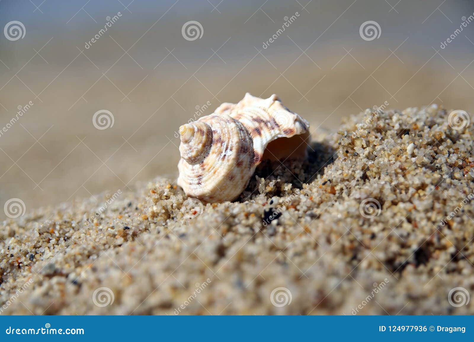 Shell on a Beach Sand. Shellfish on a Beach Shore Stock Photo - Image ...