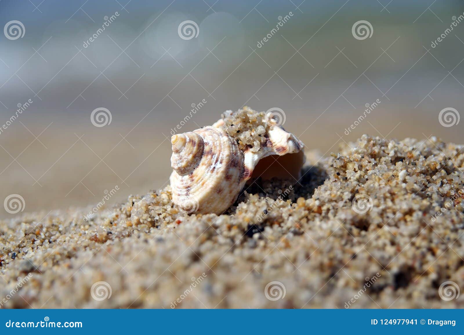 Shell on a Beach Sand. Shellfish on a Beach Shore Stock Image - Image ...