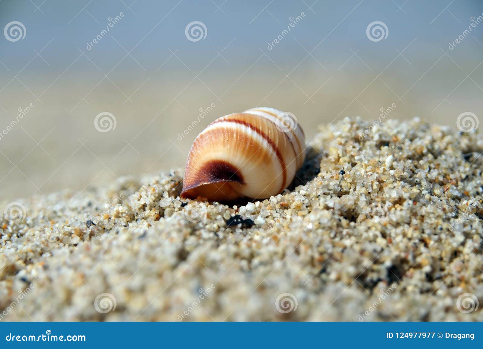 Shell on a Beach Sand. Shellfish on a Beach Shore Stock Image - Image ...
