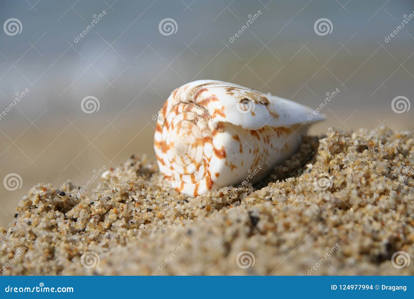 Shell on a Beach Sand. Shellfish on a Beach Shore Stock Photo - Image ...