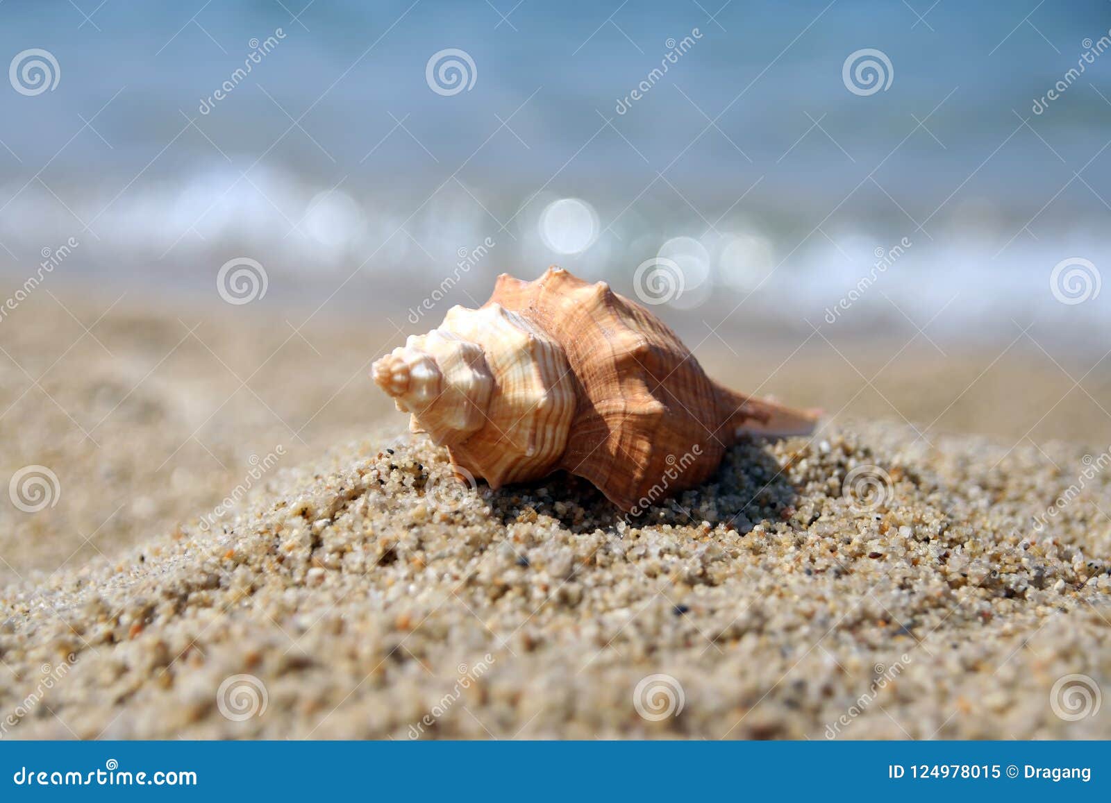 Shell on a Beach Sand. Shellfish on a Beach Shore Stock Image - Image ...
