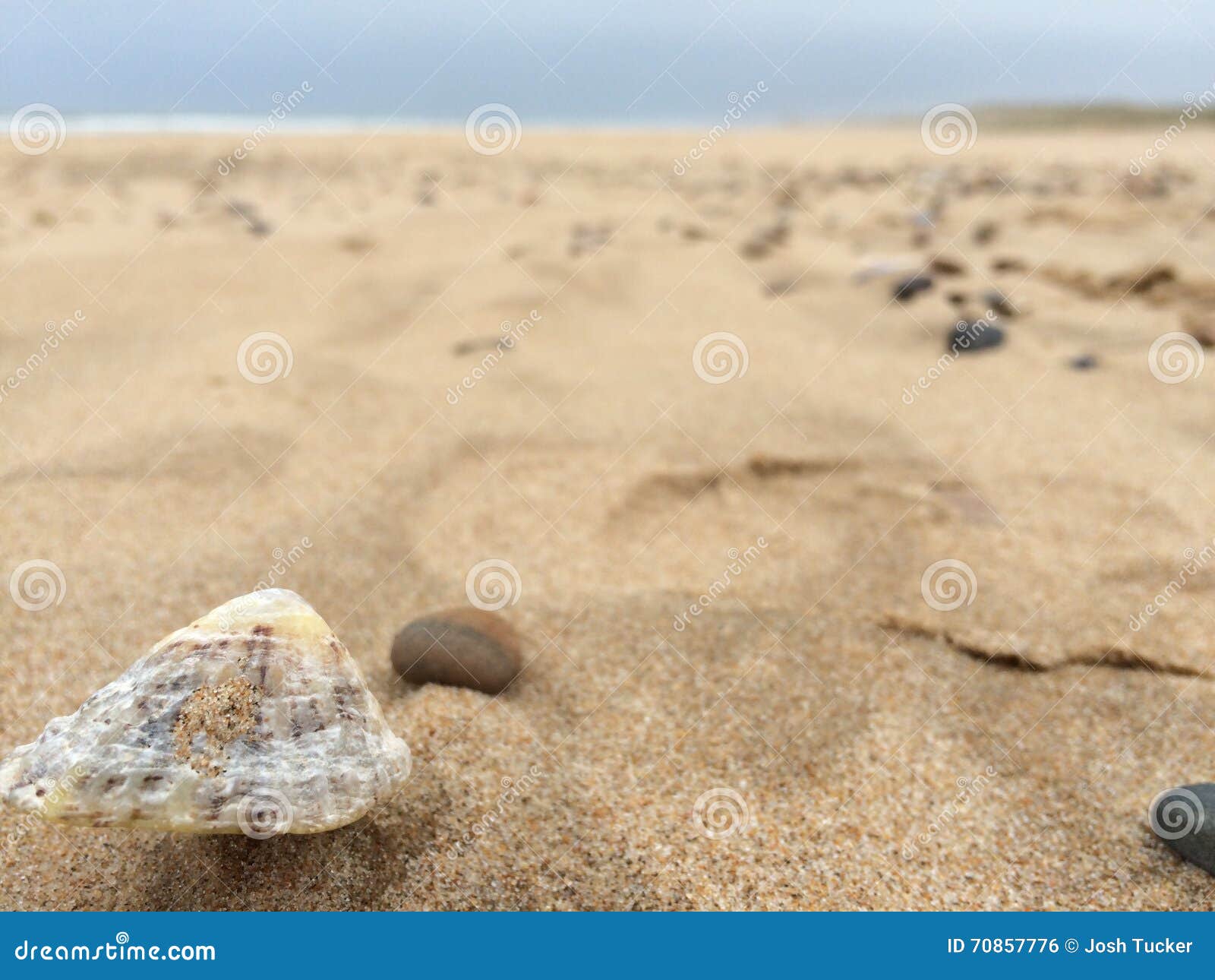 Shell in a beach stock photo. Image of beige, tranquility - 70857776