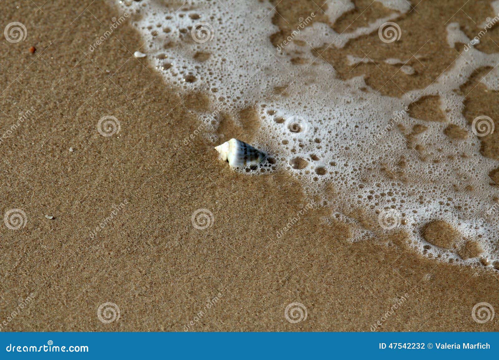 Shell beach sea water foam stock photo. Image of rest - 47542232