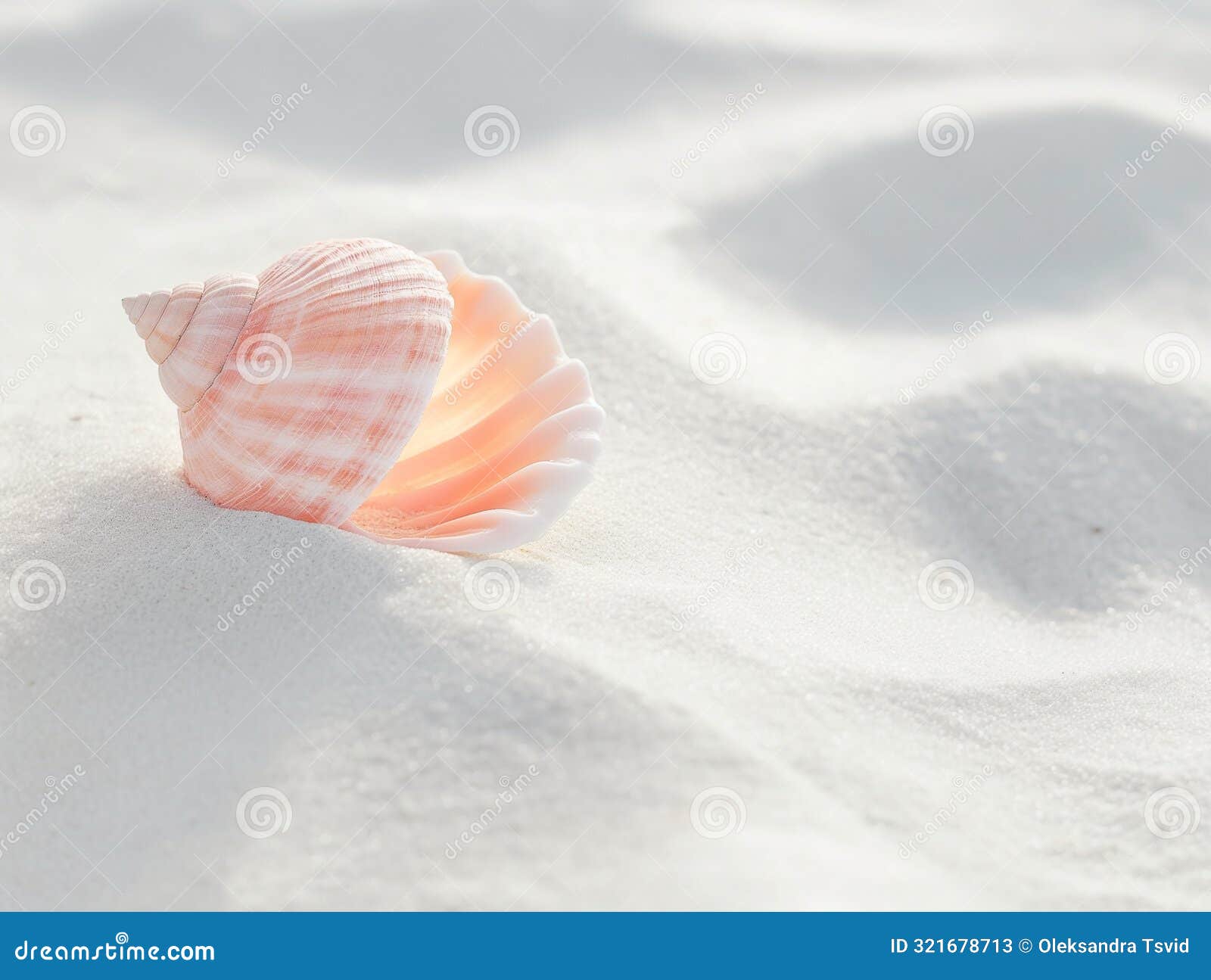 Shell on the Beach, Seashell on the White Sand Stock Image - Image of ...