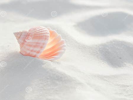 Shell on the Beach, Seashell on the White Sand Stock Image - Image of ...