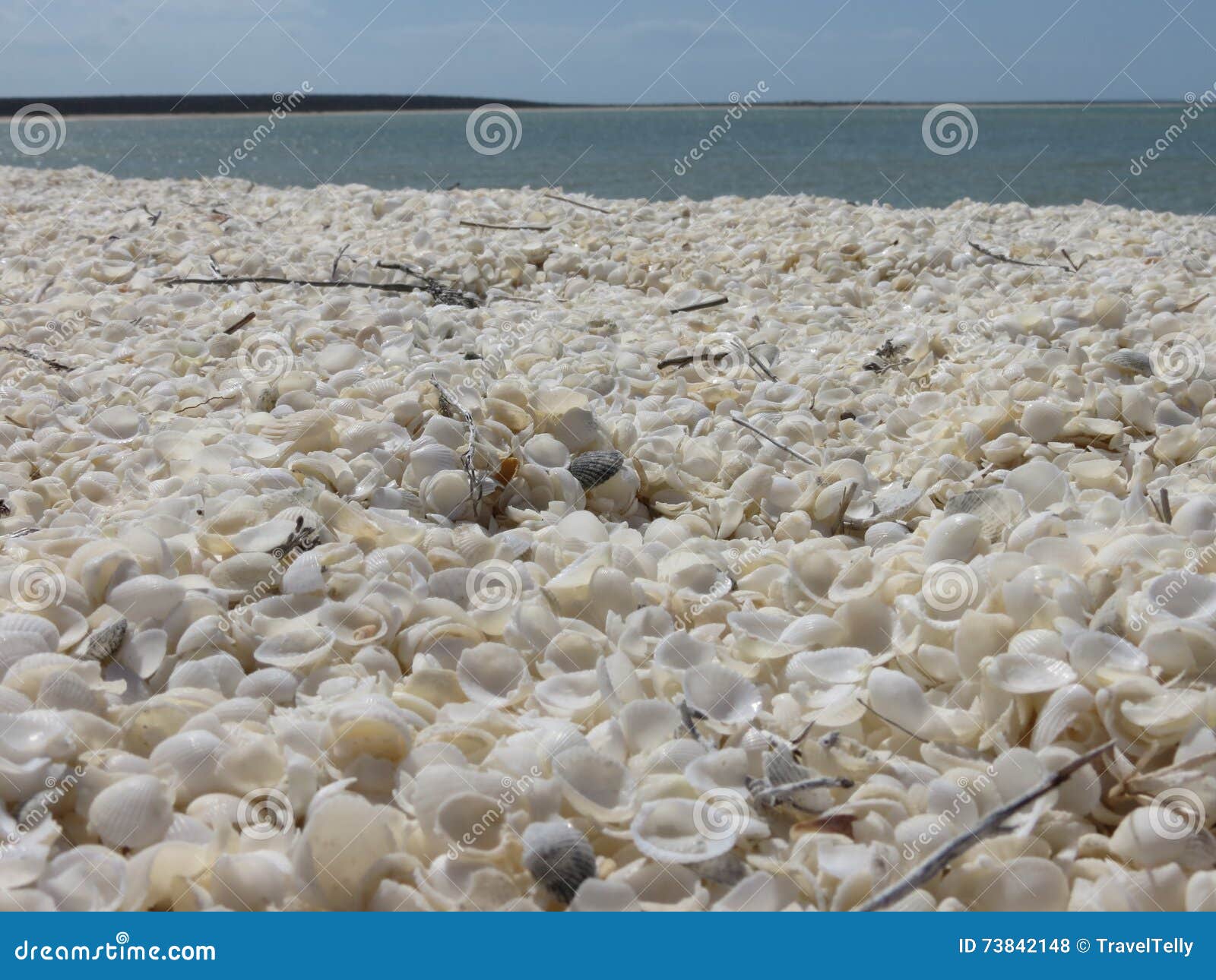 Shell Beach Shark Bay stock photo. Image of shark, lake - 73842148
