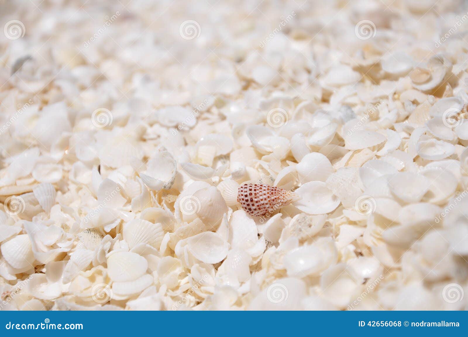 Shell Beach, Shark Bay, Western Australia Stock Photo - Image of group ...