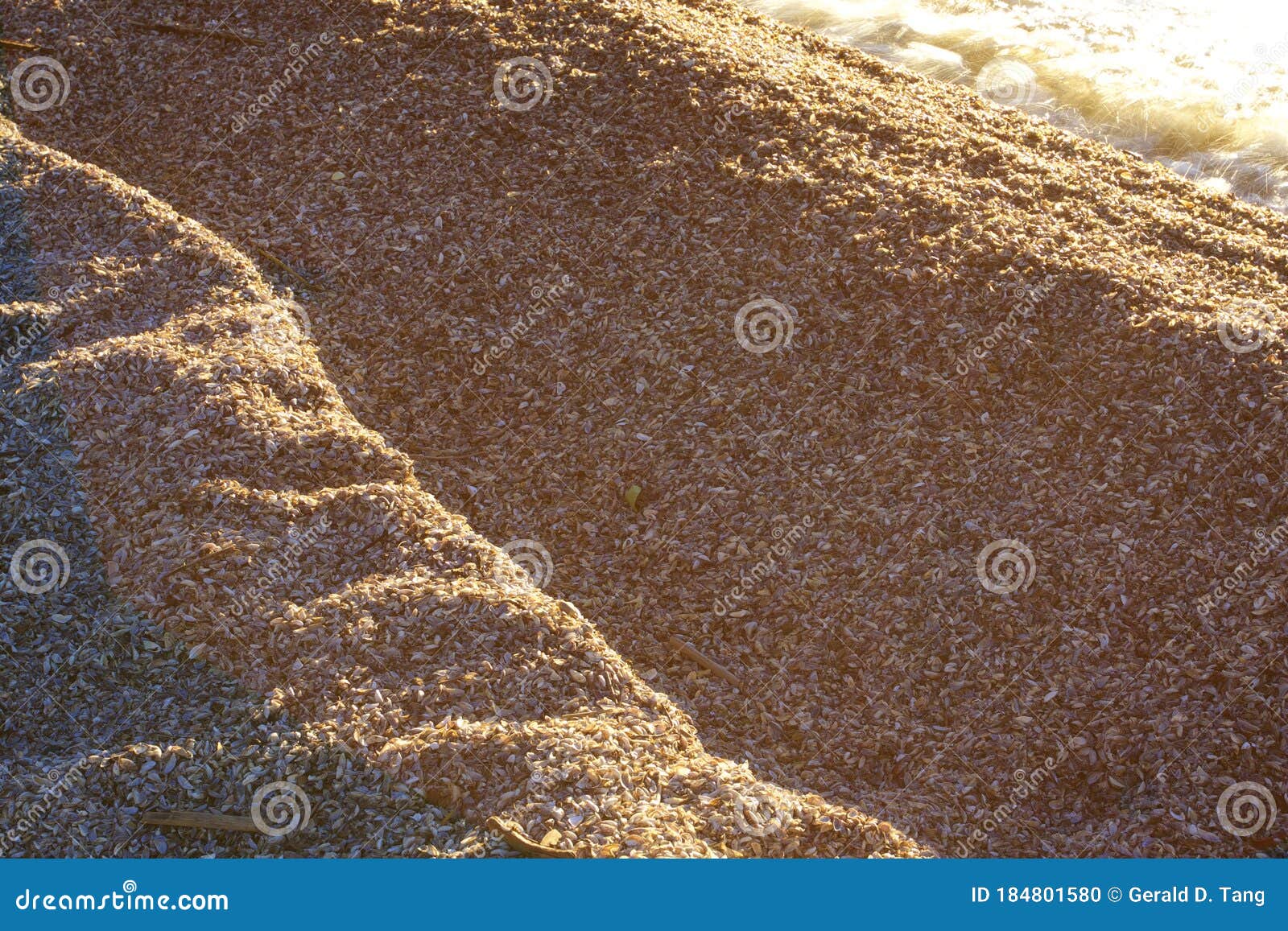 Shell Beach 820060 stock photo. Image of seashells, attractions - 184801580