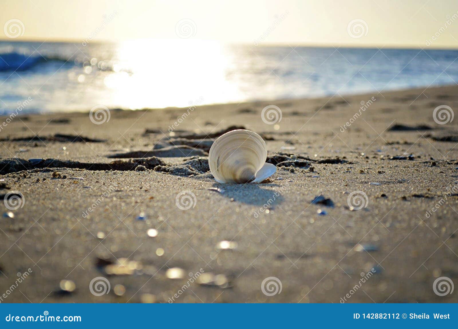 Shell on the Beach at Sunrise Stock Photo - Image of waterfront ...