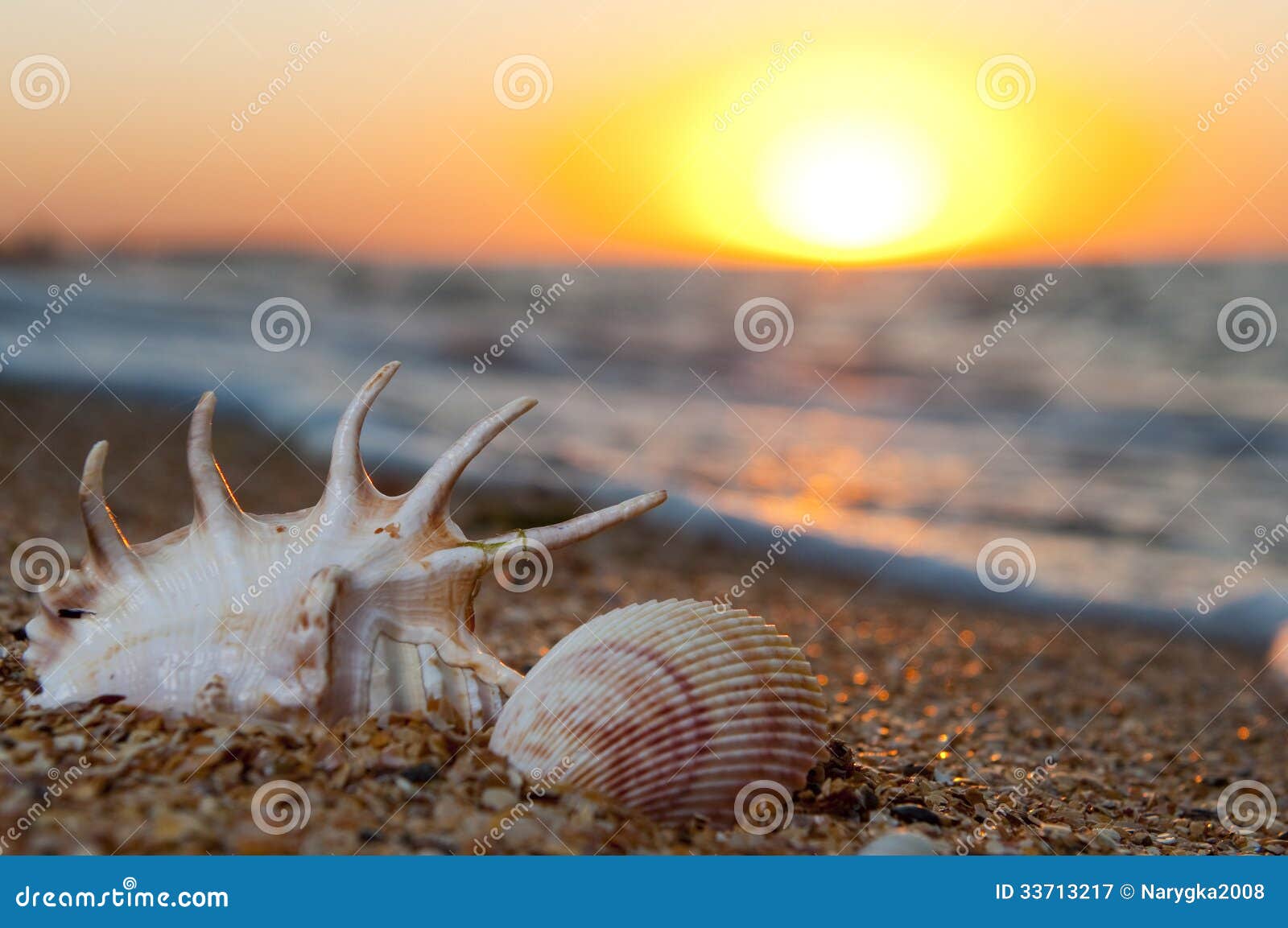 Shell stock image. Image of pacific, idyllic, cockleshell - 33713217
