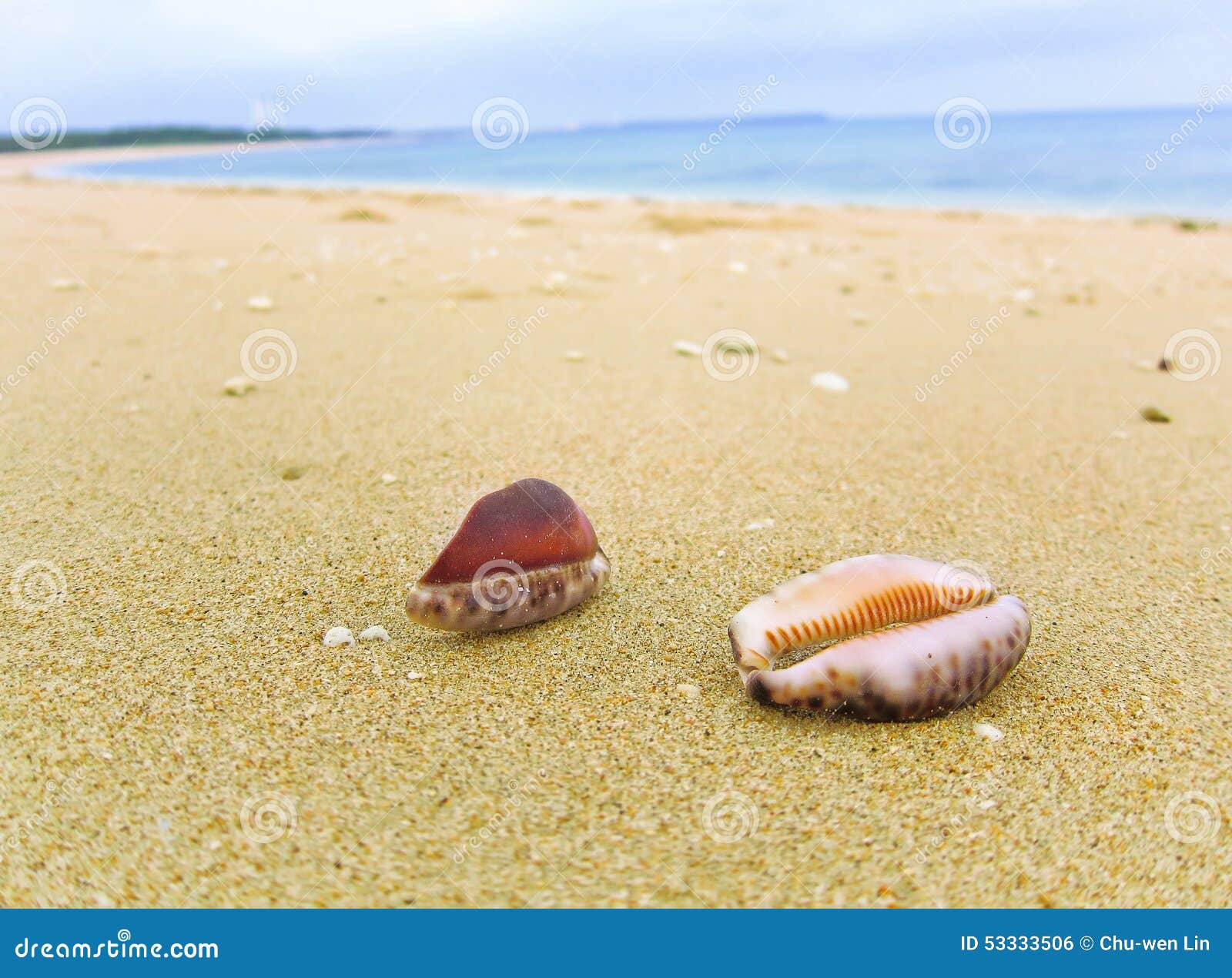 Shell on the beach stock photo. Image of exotic, cockleshell - 53333506