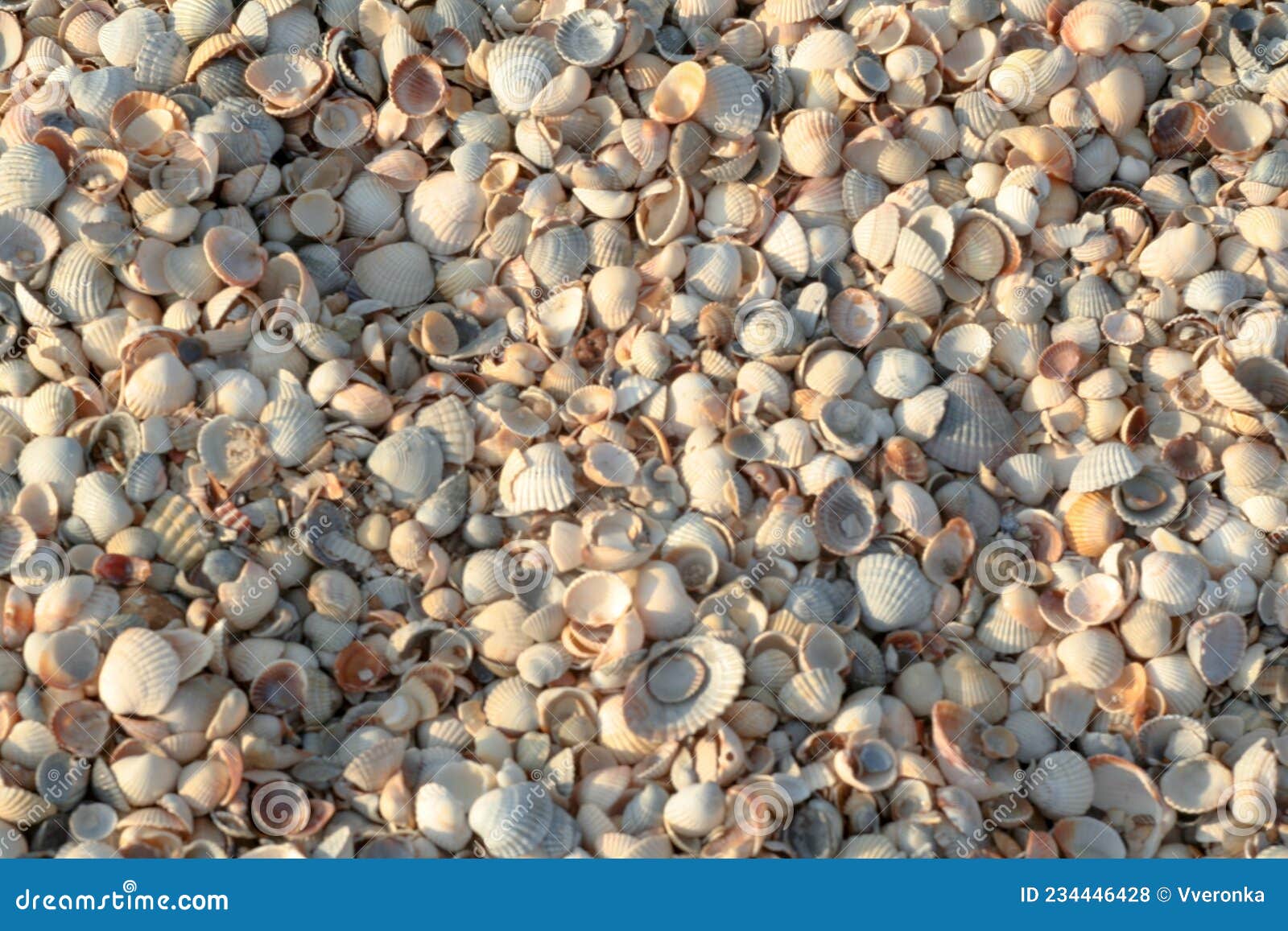 Shell Beach. Texture Of Thousands Seashells, Background For A Post ...
