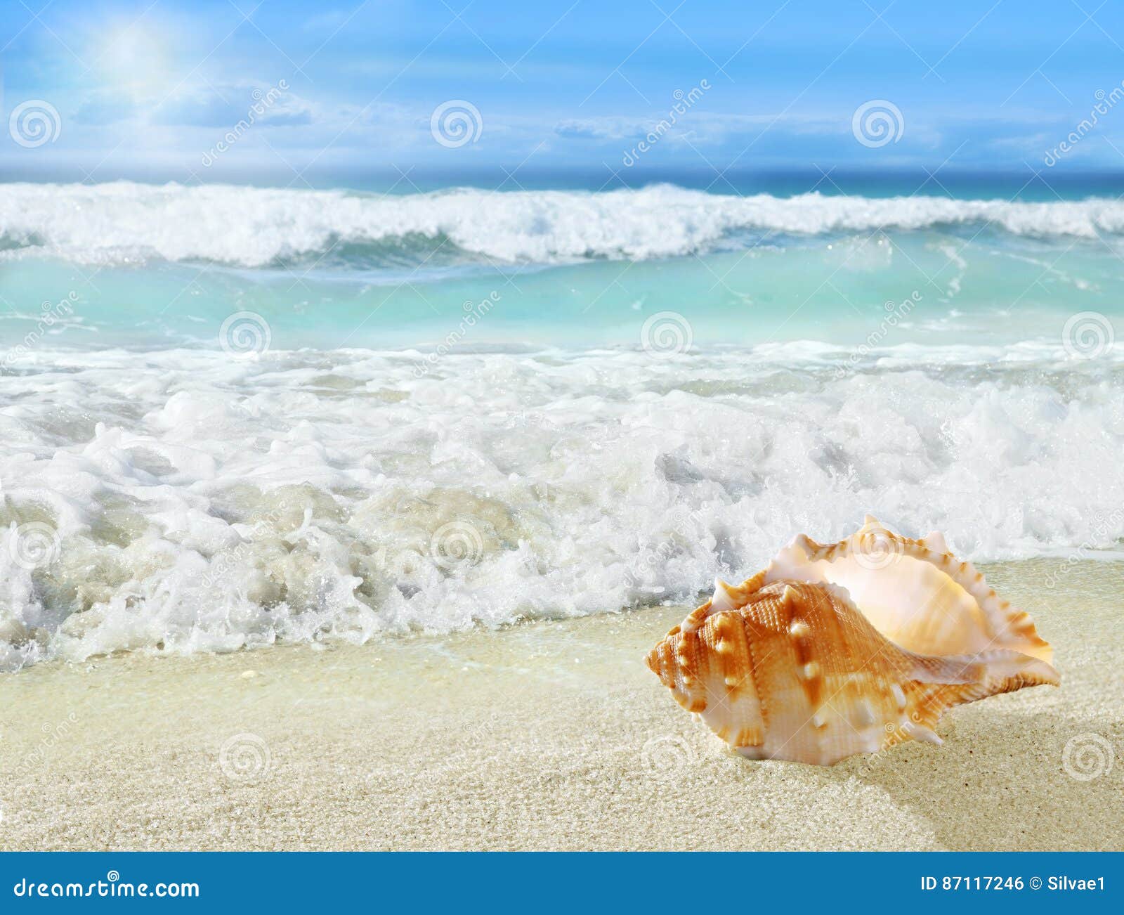 Shell on the beach. stock photo. Image of blue, beach - 87117246