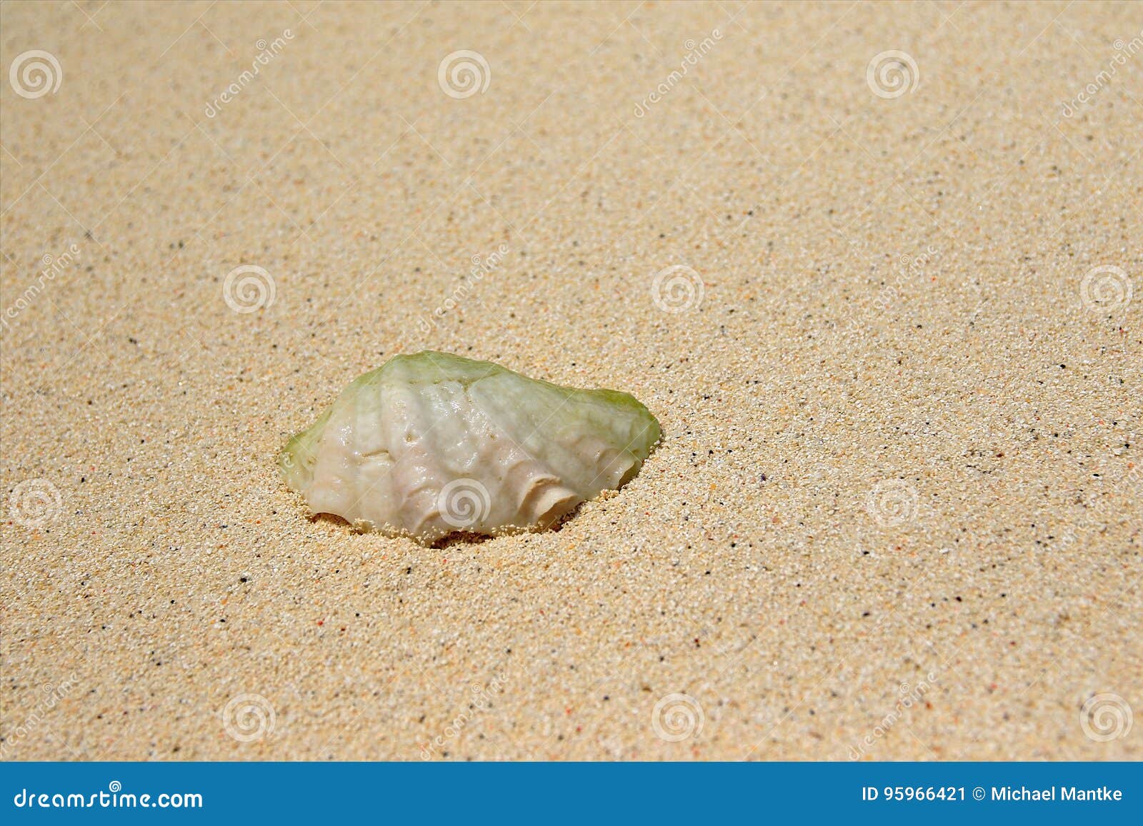Shell on the Beach of Ukulhas, Maldives Stock Image - Image of idyllic ...