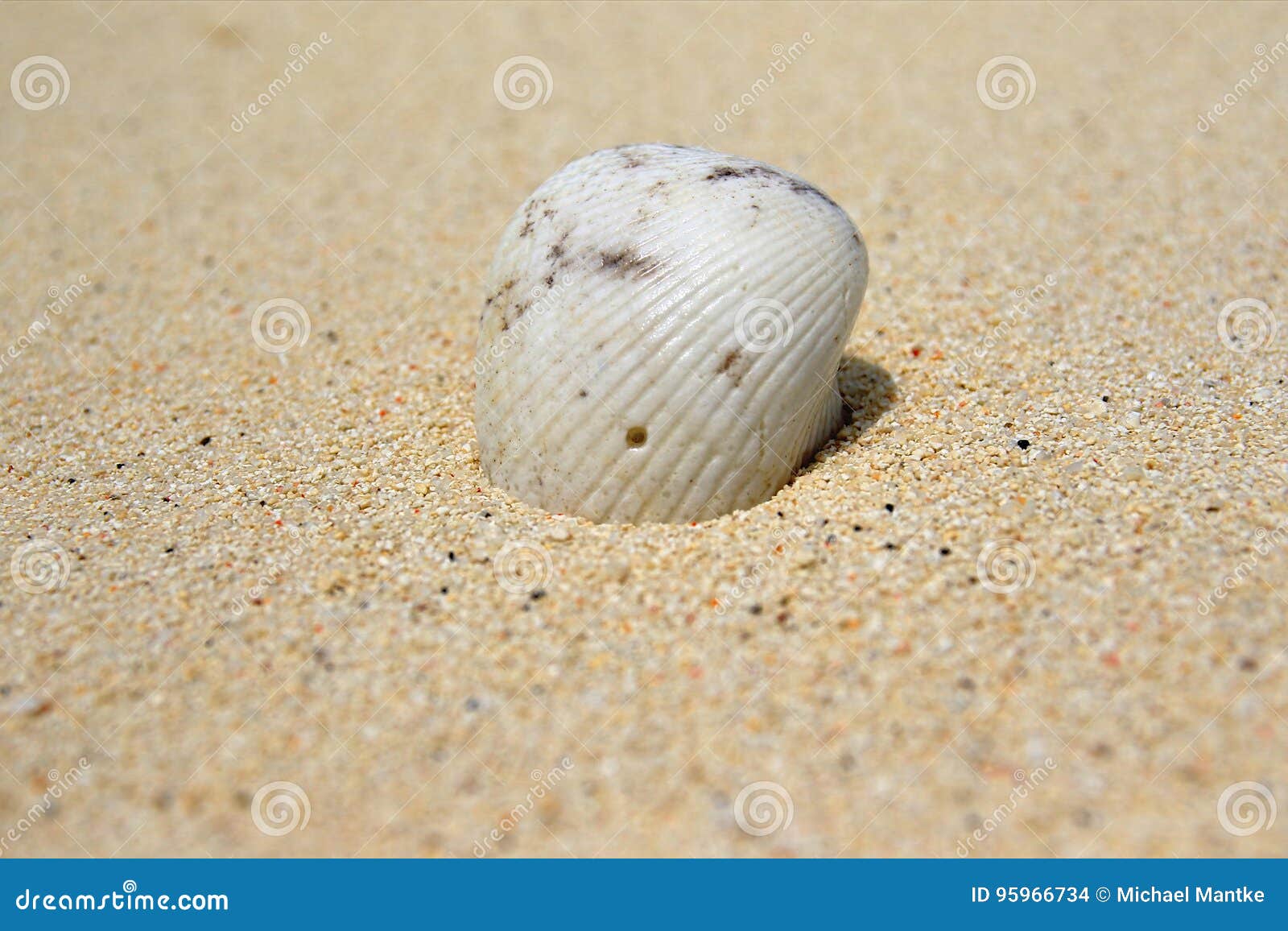 Shell on the Beach of Ukulhas, Maldives Stock Photo - Image of frame ...