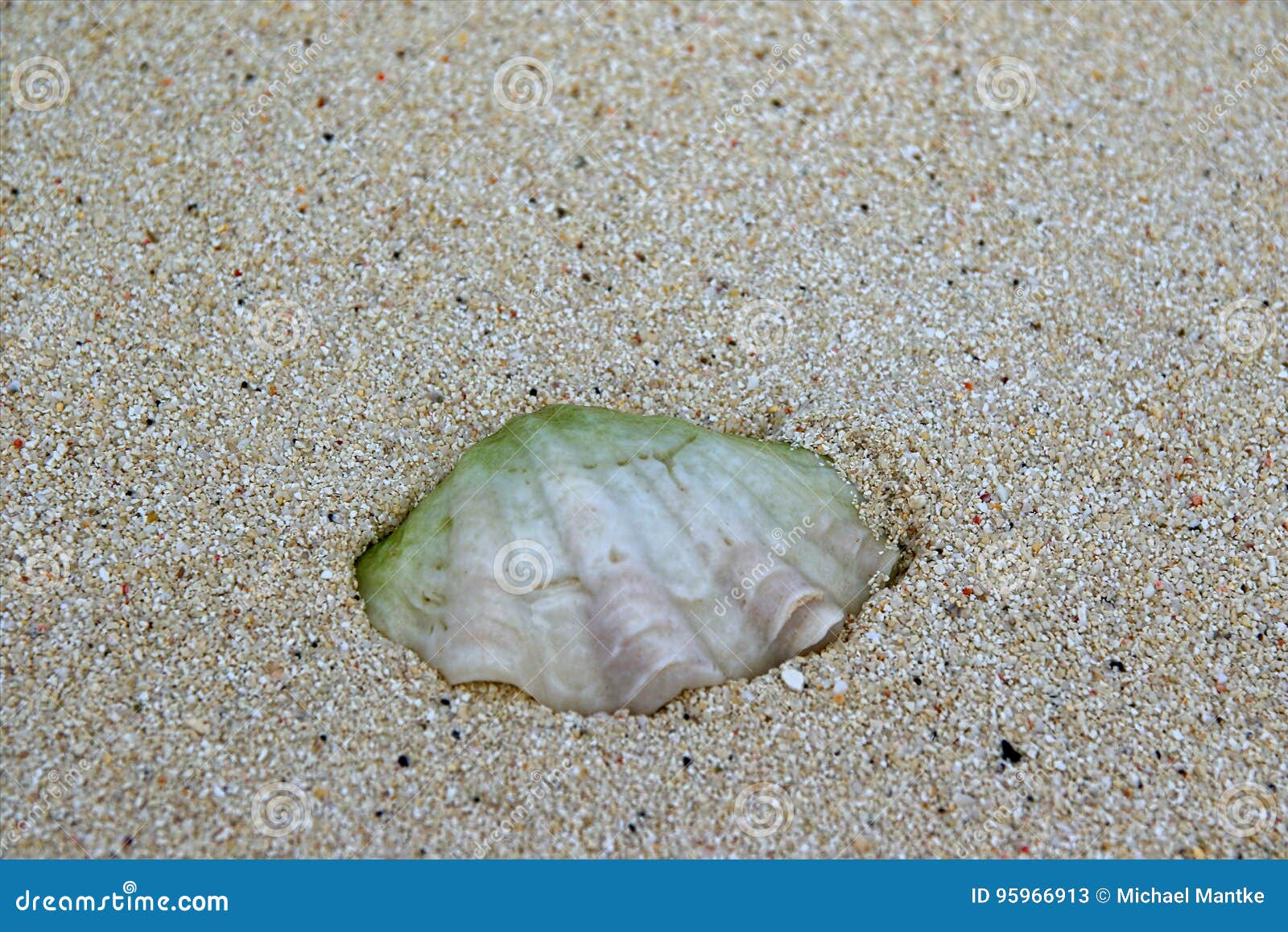 Shell on the Beach of Ukulhas, Maldives Stock Image - Image of sand ...