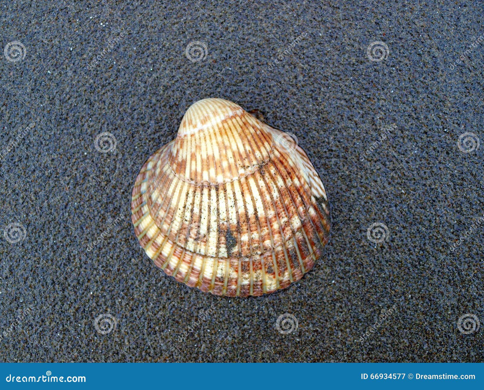 Shell on a Beach of Vancouver Island Stock Image - Image of stone ...