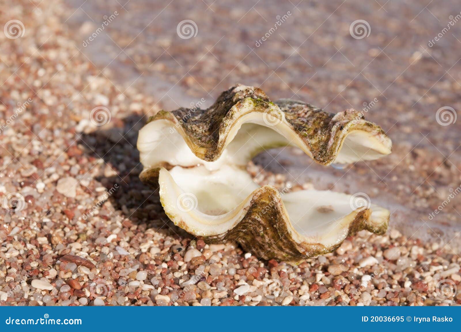 Shell on beach in waves stock image. Image of wave, seascape - 20036695