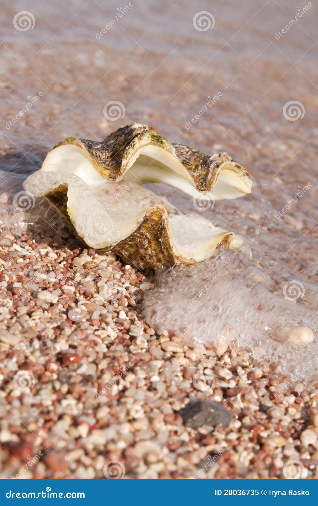 Shell on beach in waves stock image. Image of seascape - 20036735