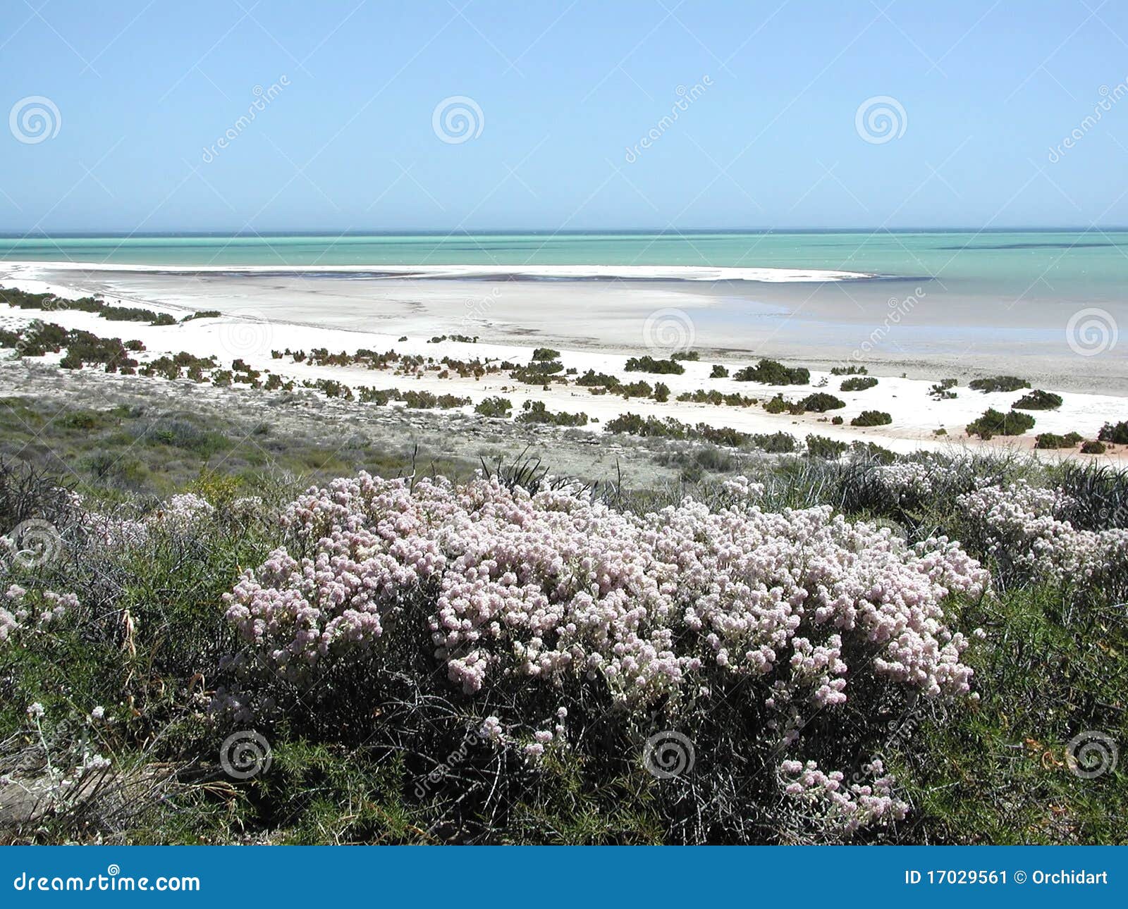 Shell Beach. Texture Of Thousands Seashells, Background For A Post ...