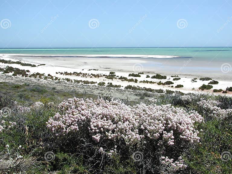 Shell Beach - Western Australia Stock Image - Image of tourism ...
