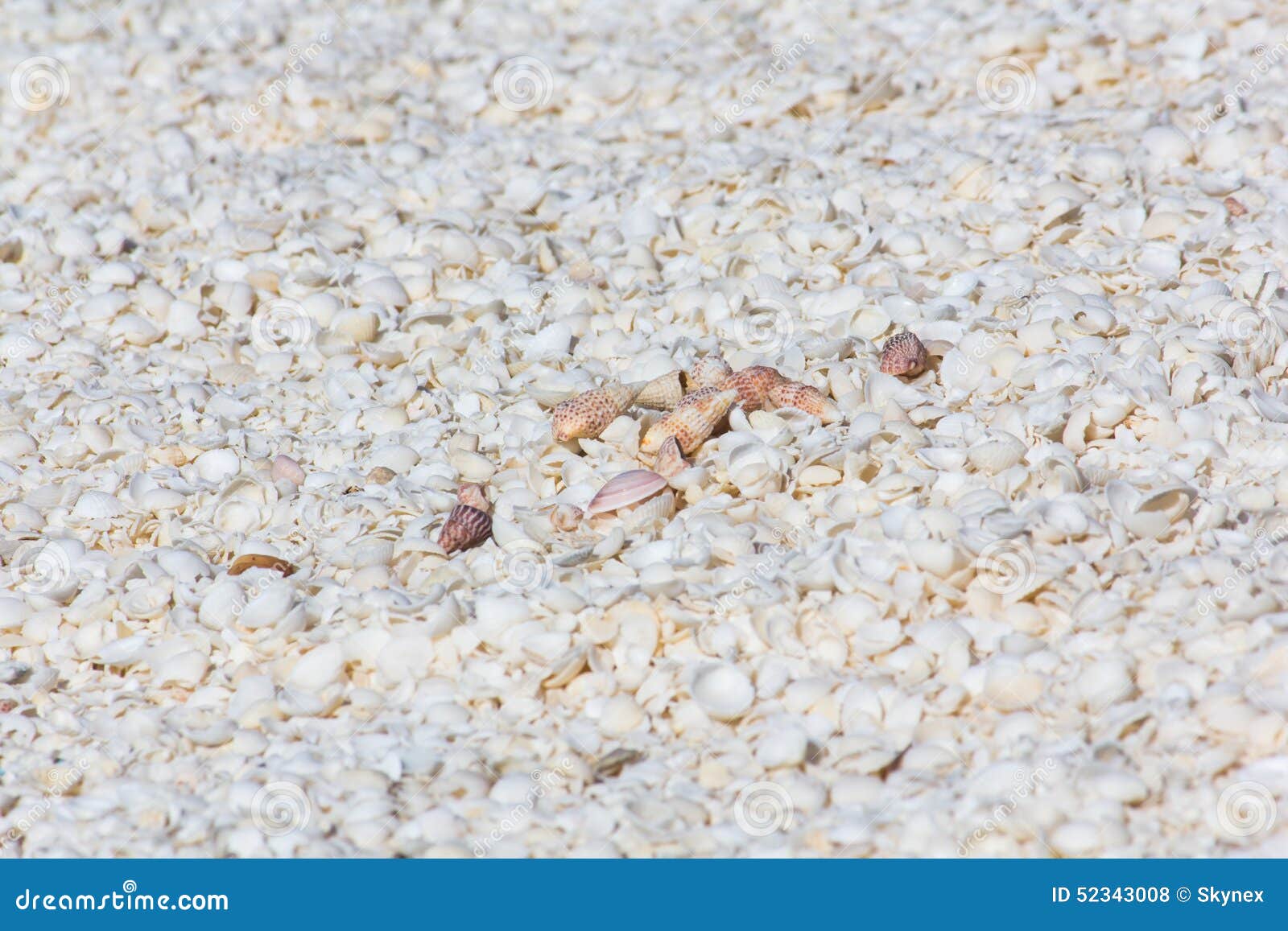 Shell Beach in Western Australia Stock Photo - Image of australia ...