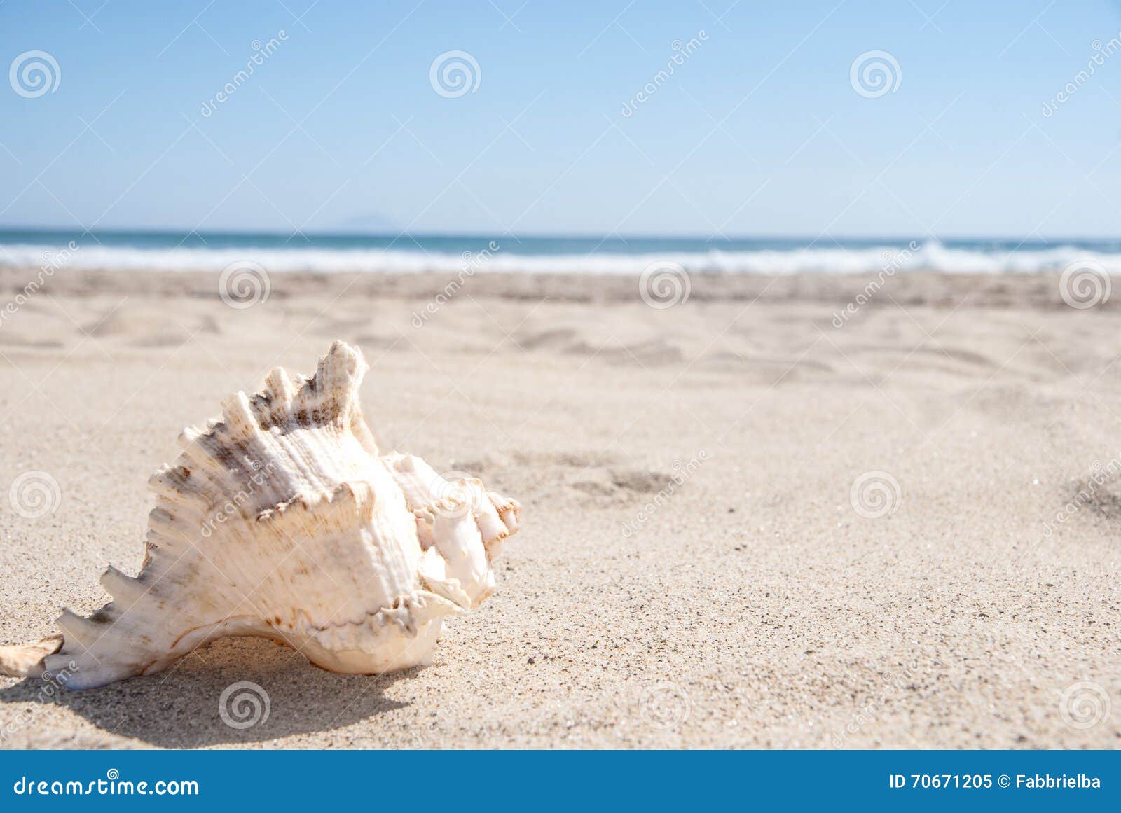 Shell on the beach stock image. Image of sand, summer - 70671205