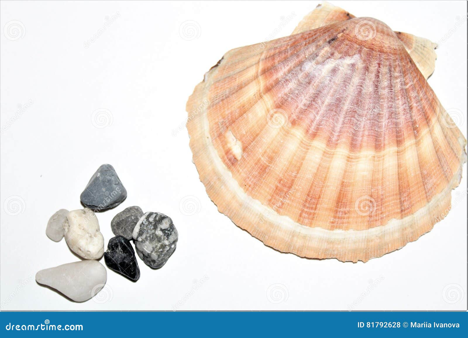 Shell stock photo. Image of sand, shell, summer, stones - 81792628