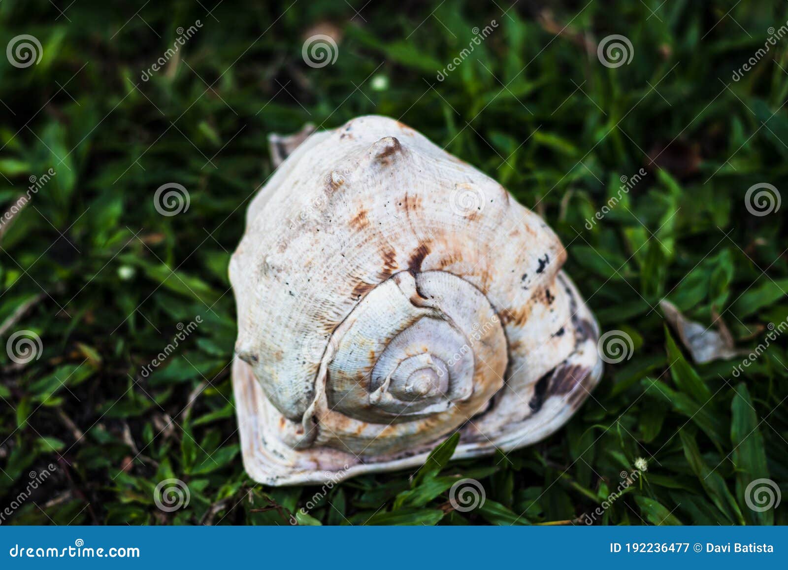 Shell of a Big Conch Standing at the Grass Stock Image - Image of ...