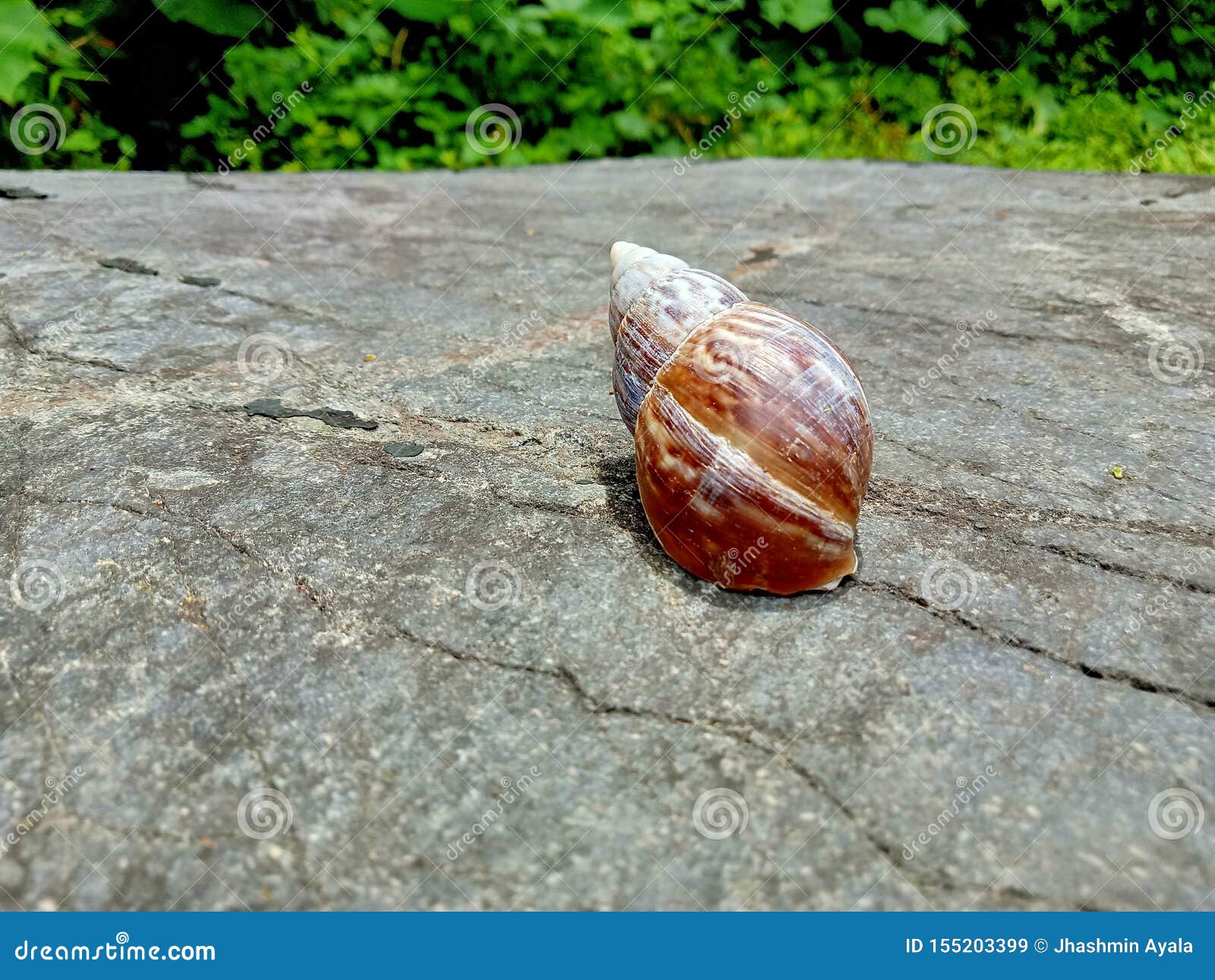 Shell on big gray rock stock image. Image of rock, shell - 155203399