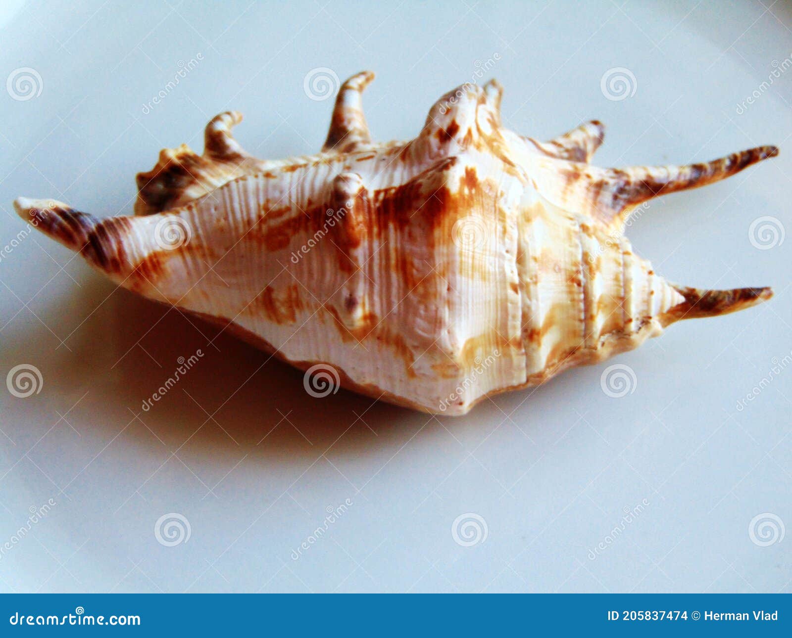 A shell from Black Sea stock photo. Image of shell, black - 205837474