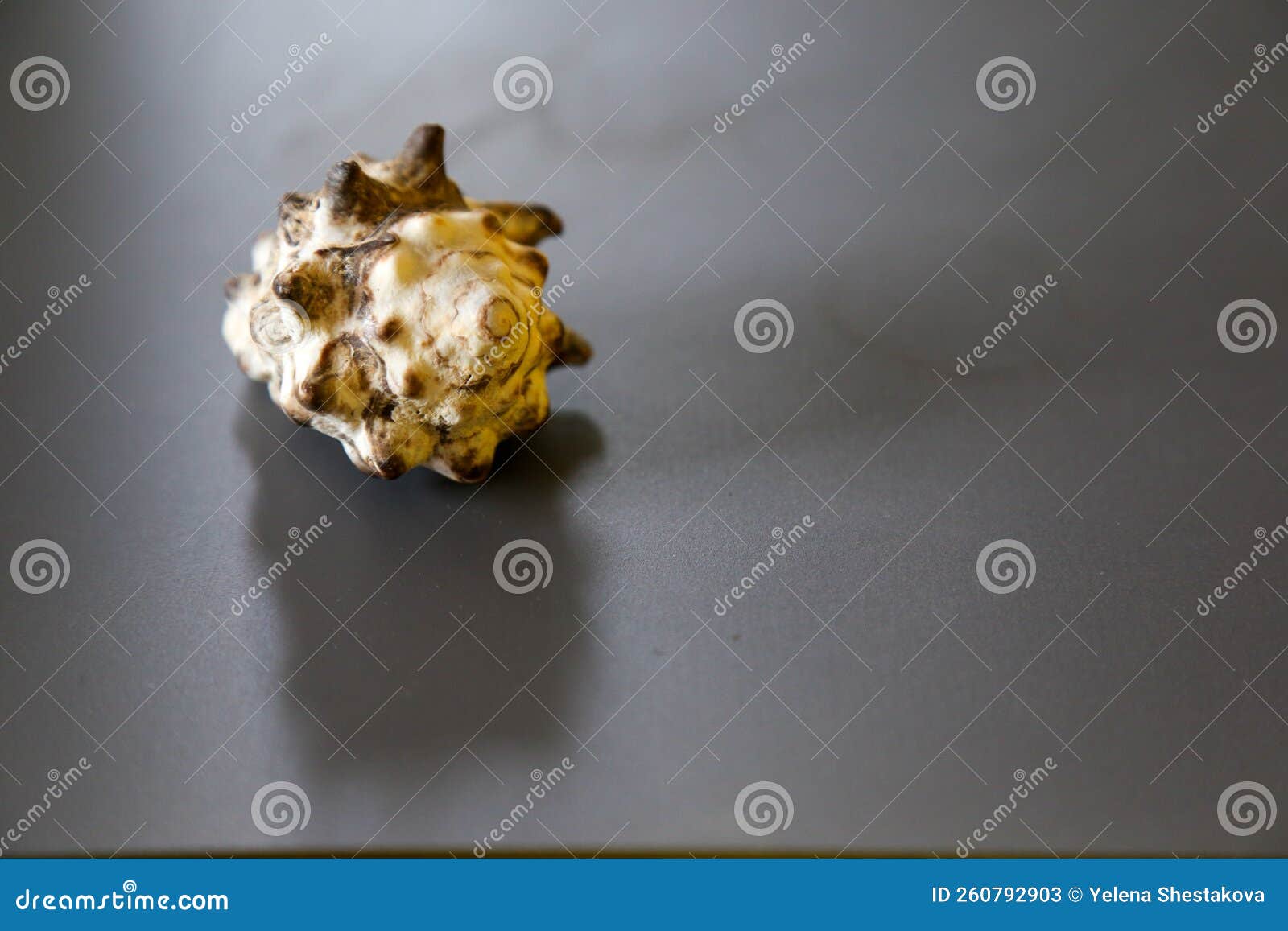 Shell with a Black Spots on the Grey Background Stock Image - Image of ...