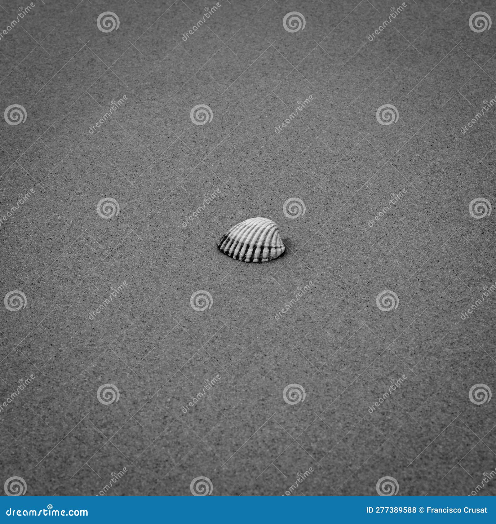 SEASHELL black and white stock photo. Image of spain - 277389588