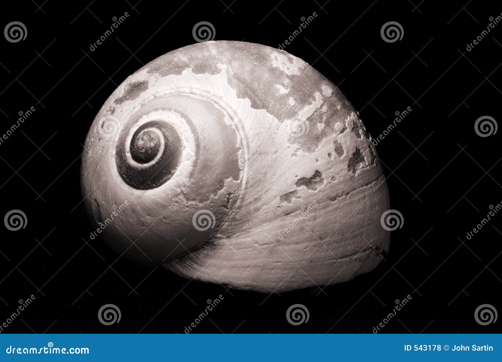 Shell in Black and White stock photo. Image of snail, spiral - 543178