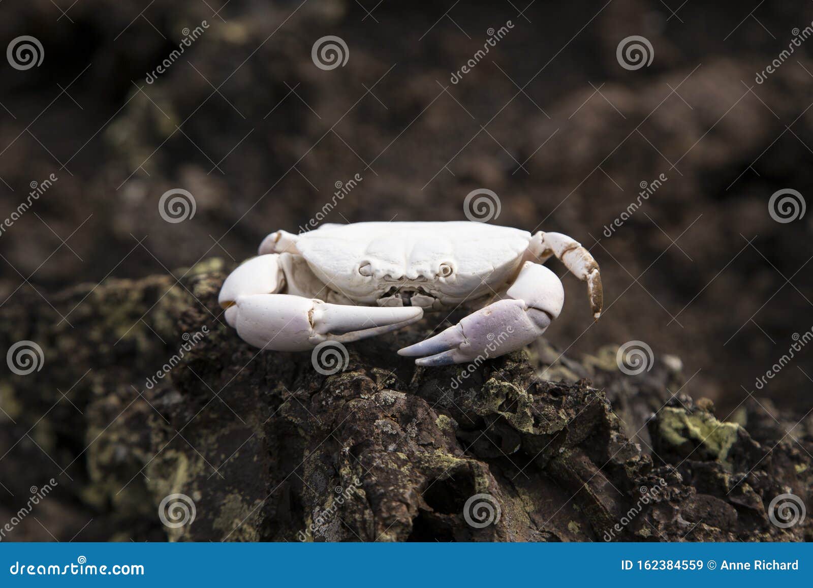 Shell Bleached by the Sun after Molting by Red Painted Ghost Crab on ...