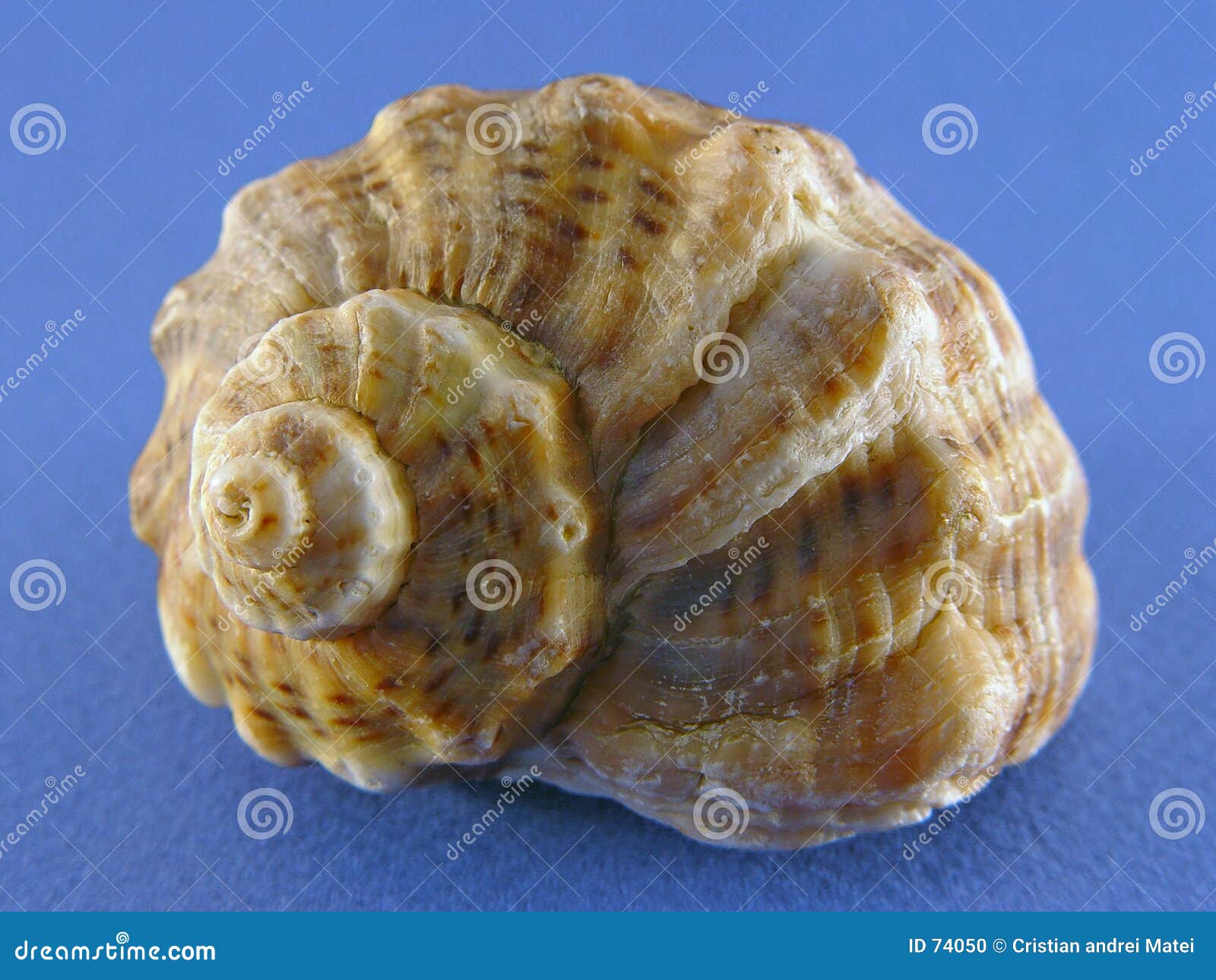 Shell On Blue Picture. Image: 74050